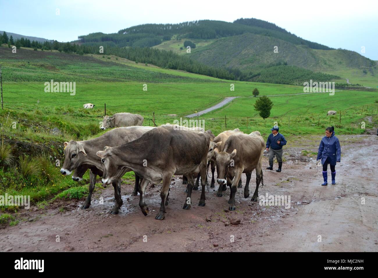 Peruvian woman cow hi-res stock photography and images - Alamy