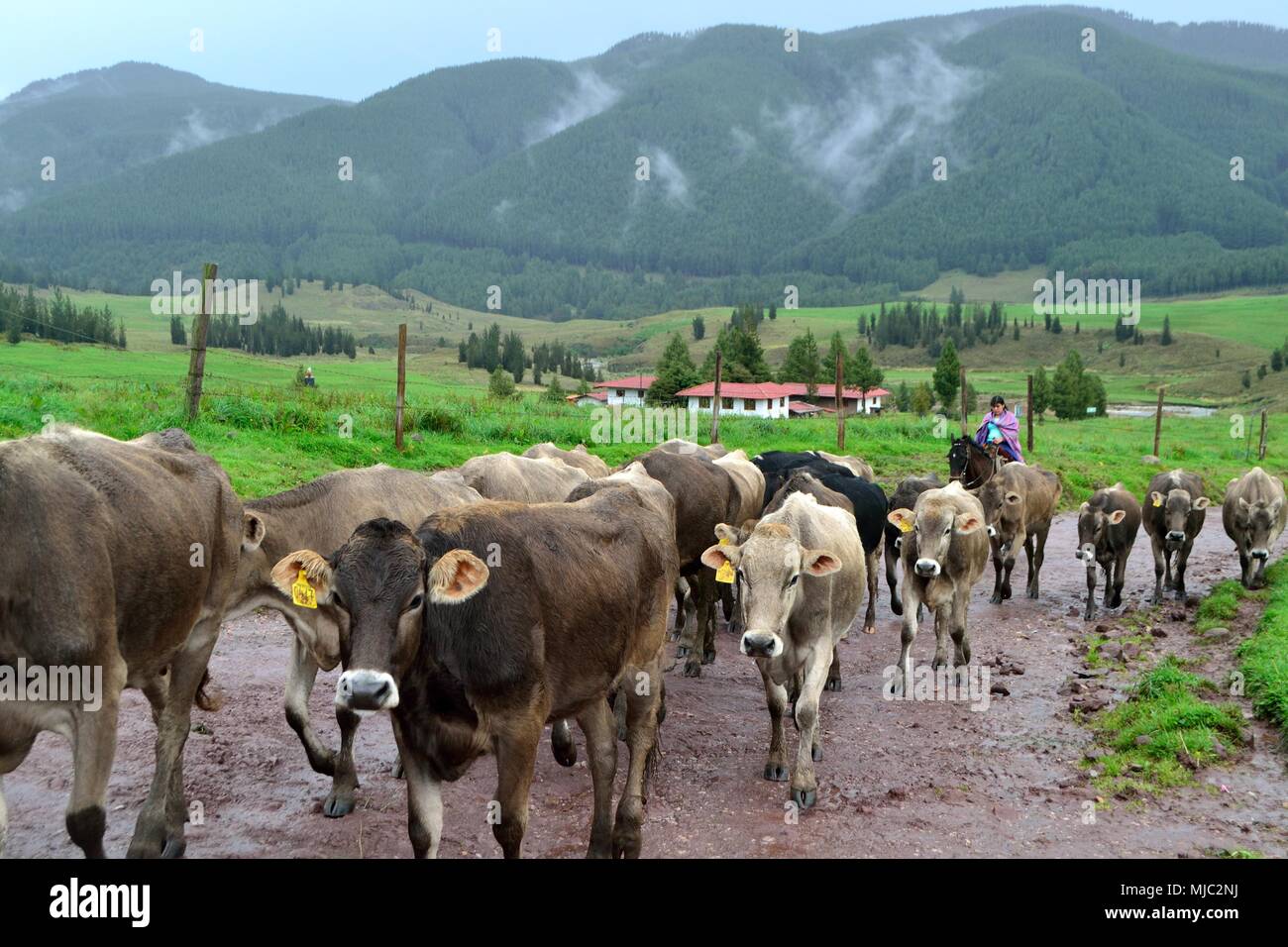 Milking cow in GRANJA PORCON - Evangelical cooperative - Department of ...