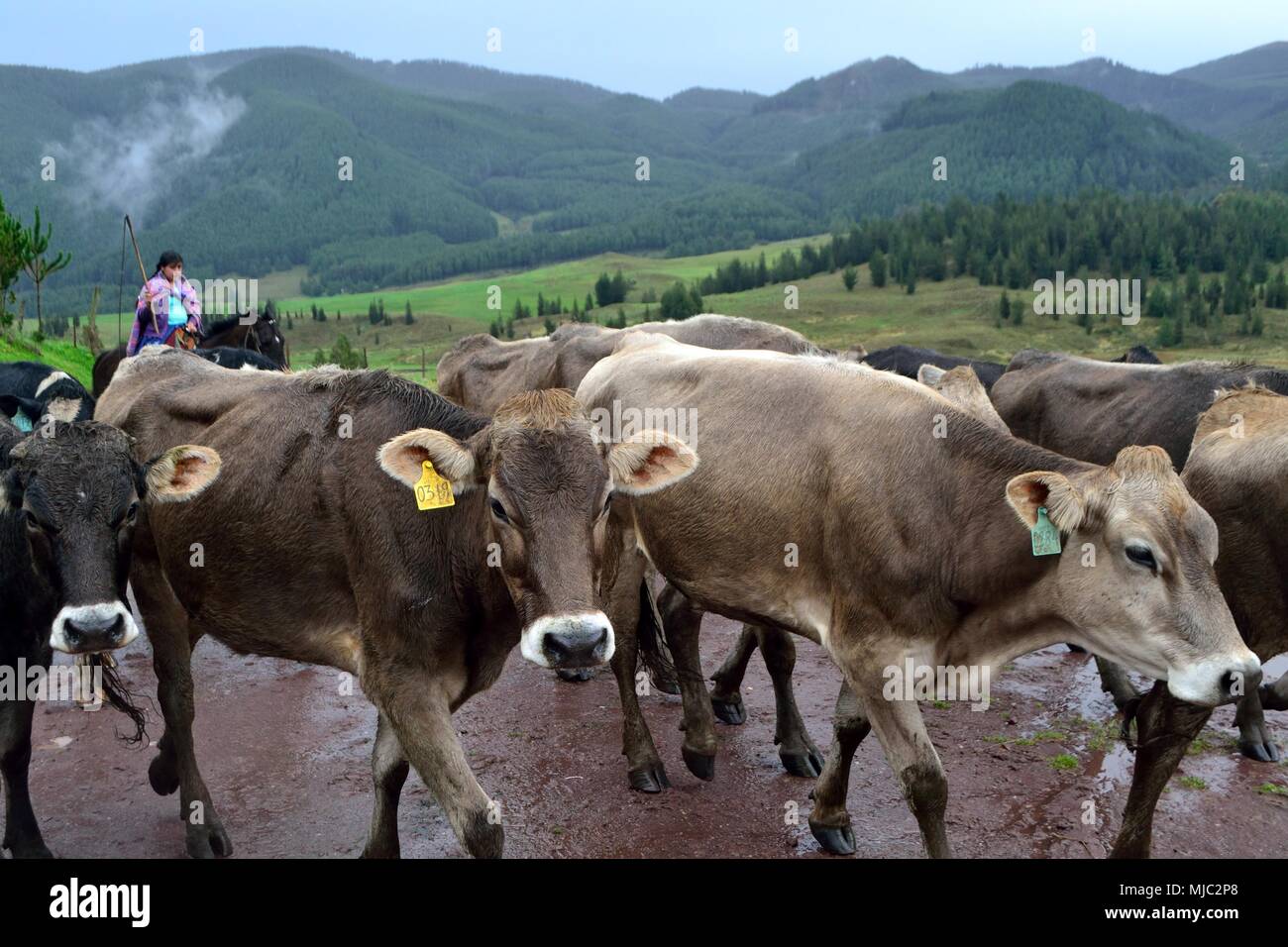 Farm girl cows in milking hi-res stock photography and images - Alamy