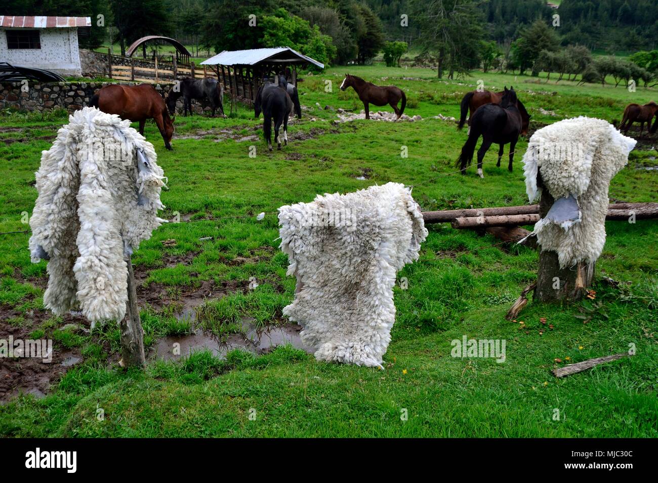 Dryed lamb skin in GRANJA PORCON - Evangelical cooperative - Department ...