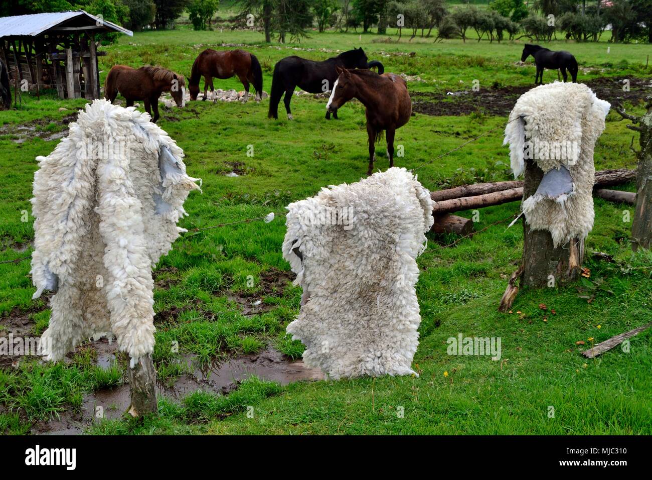 Dryed lamb skin in GRANJA PORCON - Evangelical cooperative - Department ...