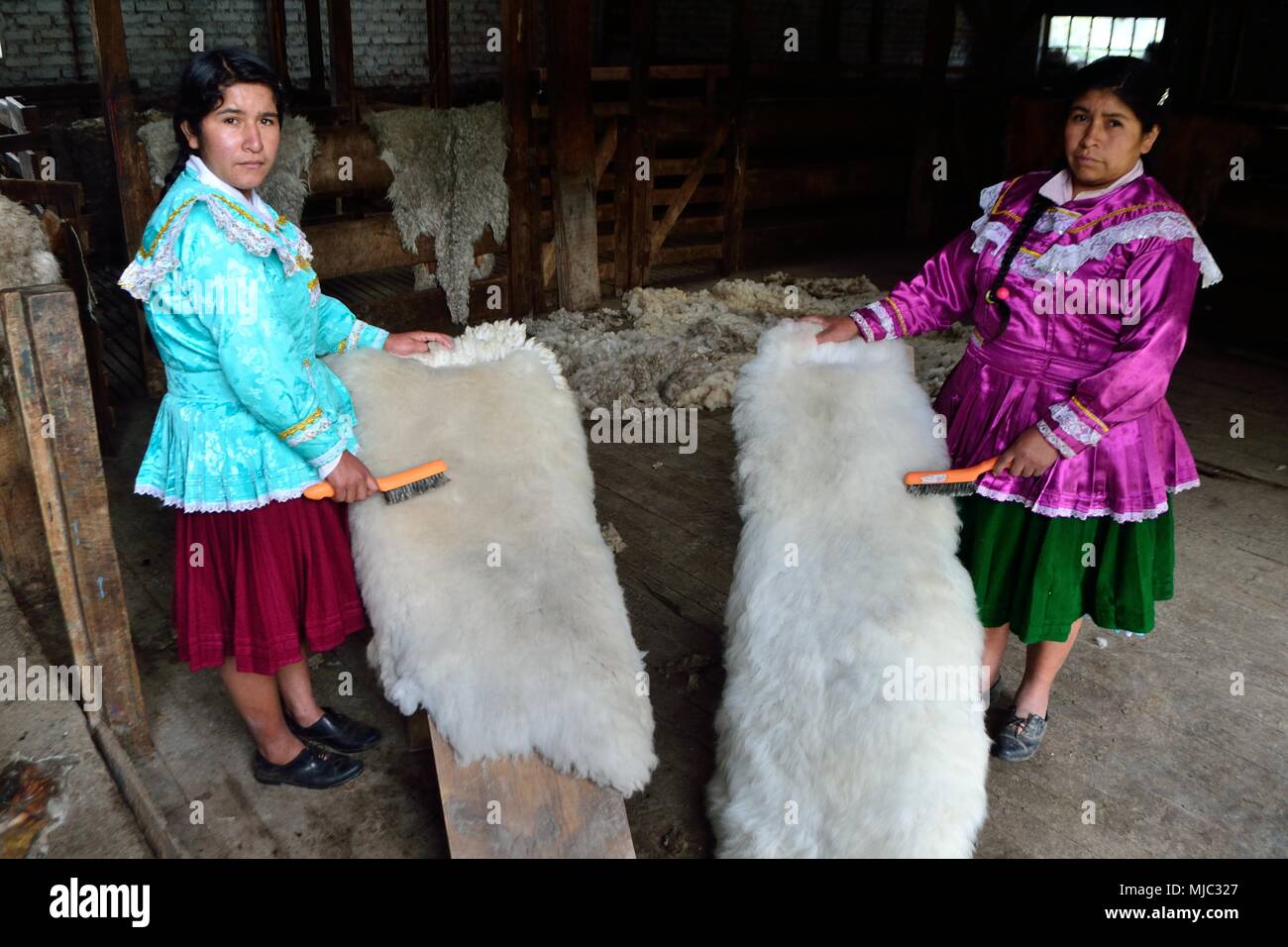 Cleaning Alpaca skin in GRANJA PORCON - Evangelical cooperative ...