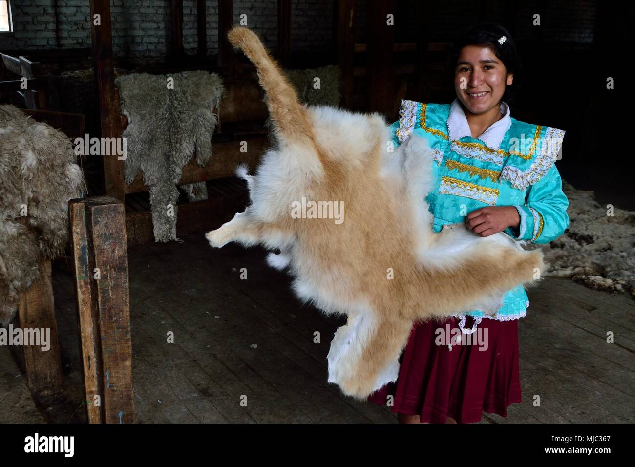 Vicuña skin in GRANJA PORCON - Evangelical cooperative - Department of ...