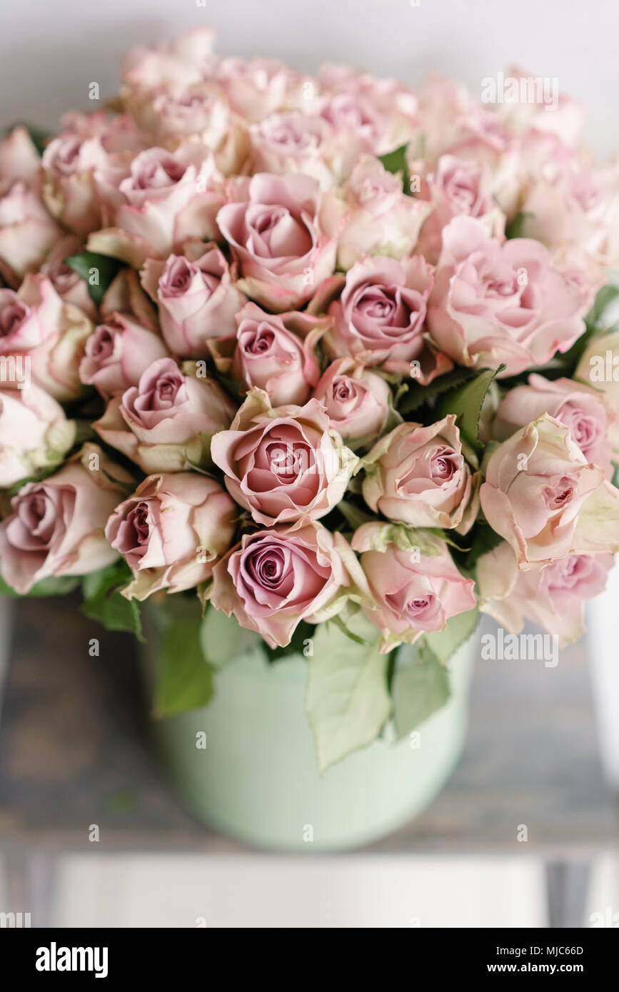 Roses of multicolor, pastel pink and lilac color. Lots of buds. Floral ...