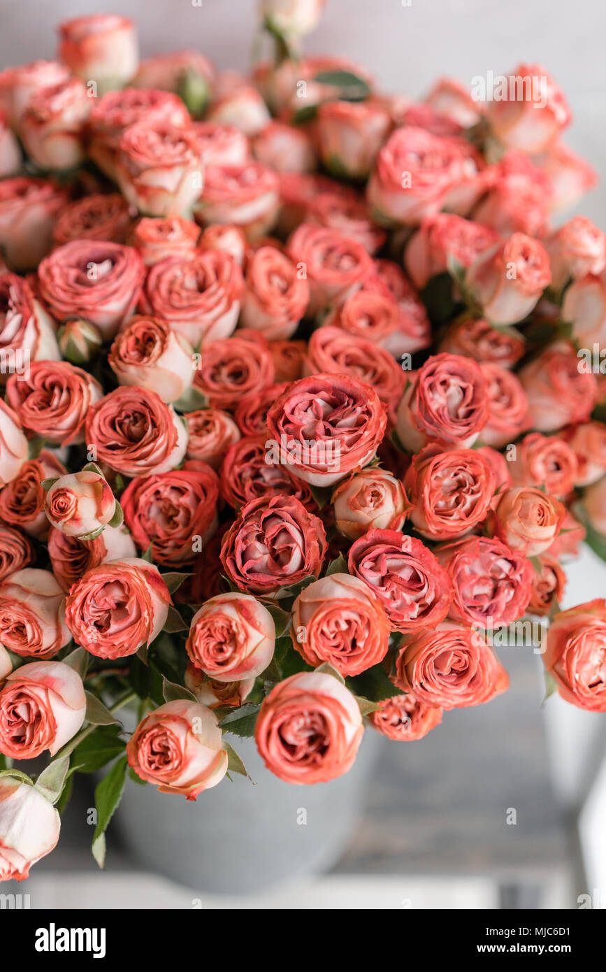 Roses of multicolor, pastel pink and powdery color. Lots of buds ...