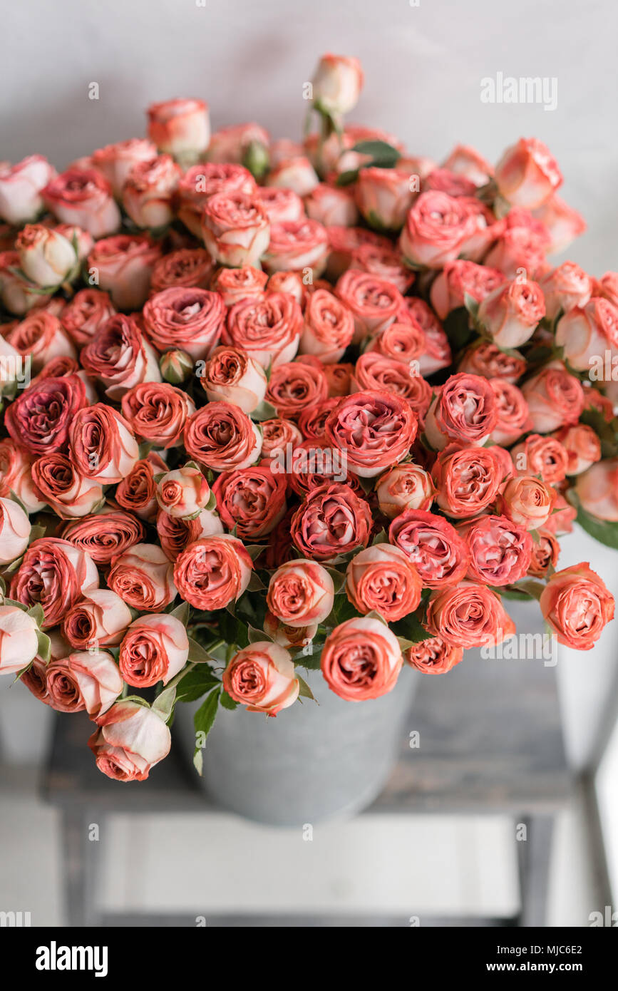 Roses of multicolor, pastel pink and powdery color. Lots of buds ...