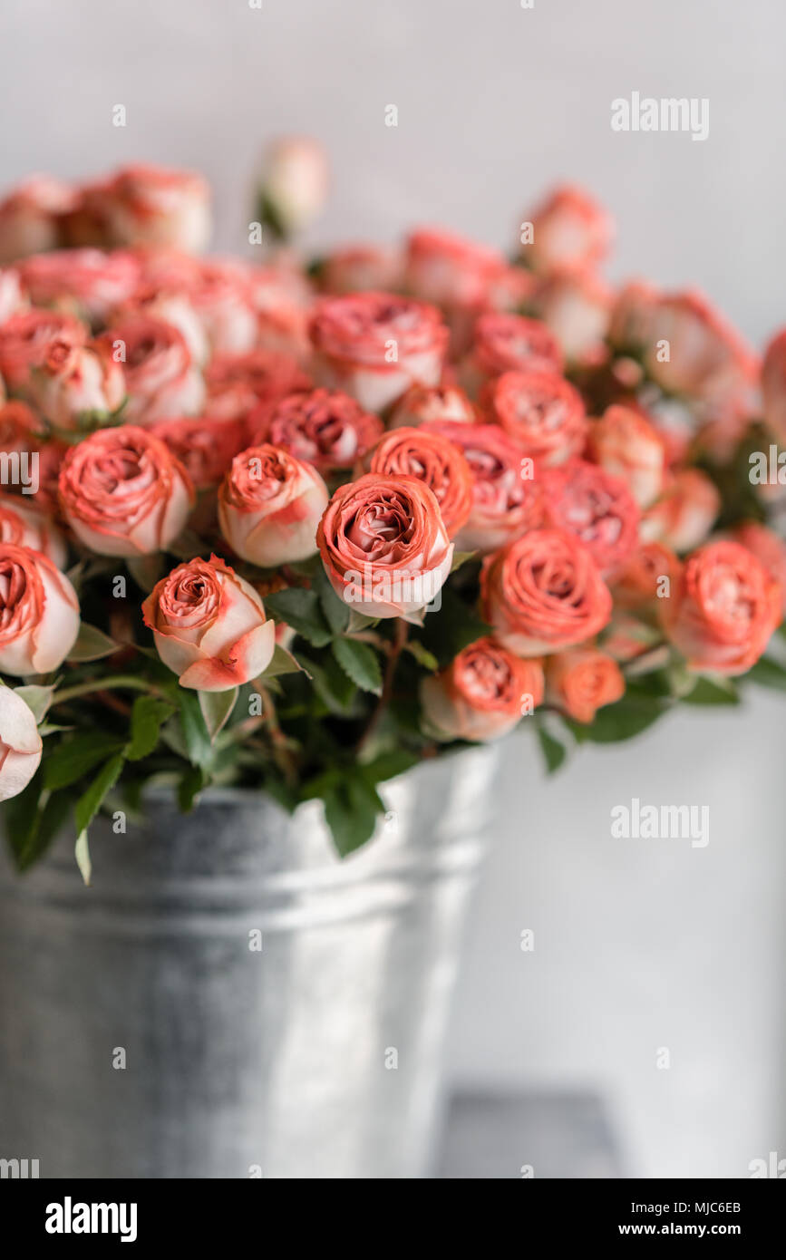 Roses of multicolor, pastel pink and powdery color. Lots of buds ...