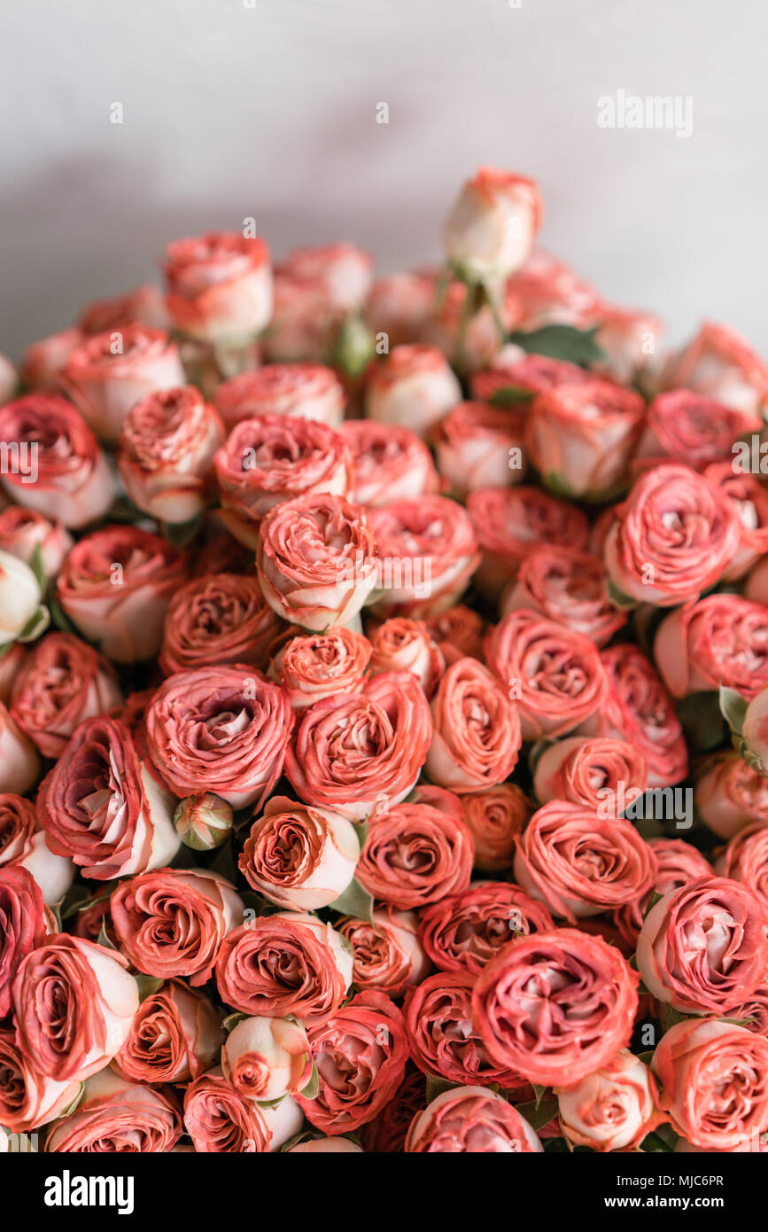 Roses of multicolor, pastel pink and powdery color. Lots of buds ...