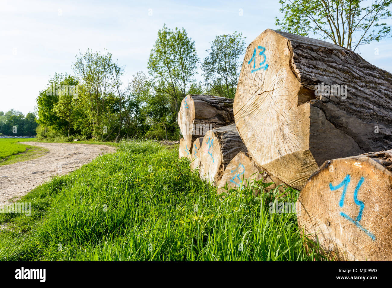 Mature oak tree trunks piled and lined up on the ground along a dirt ...