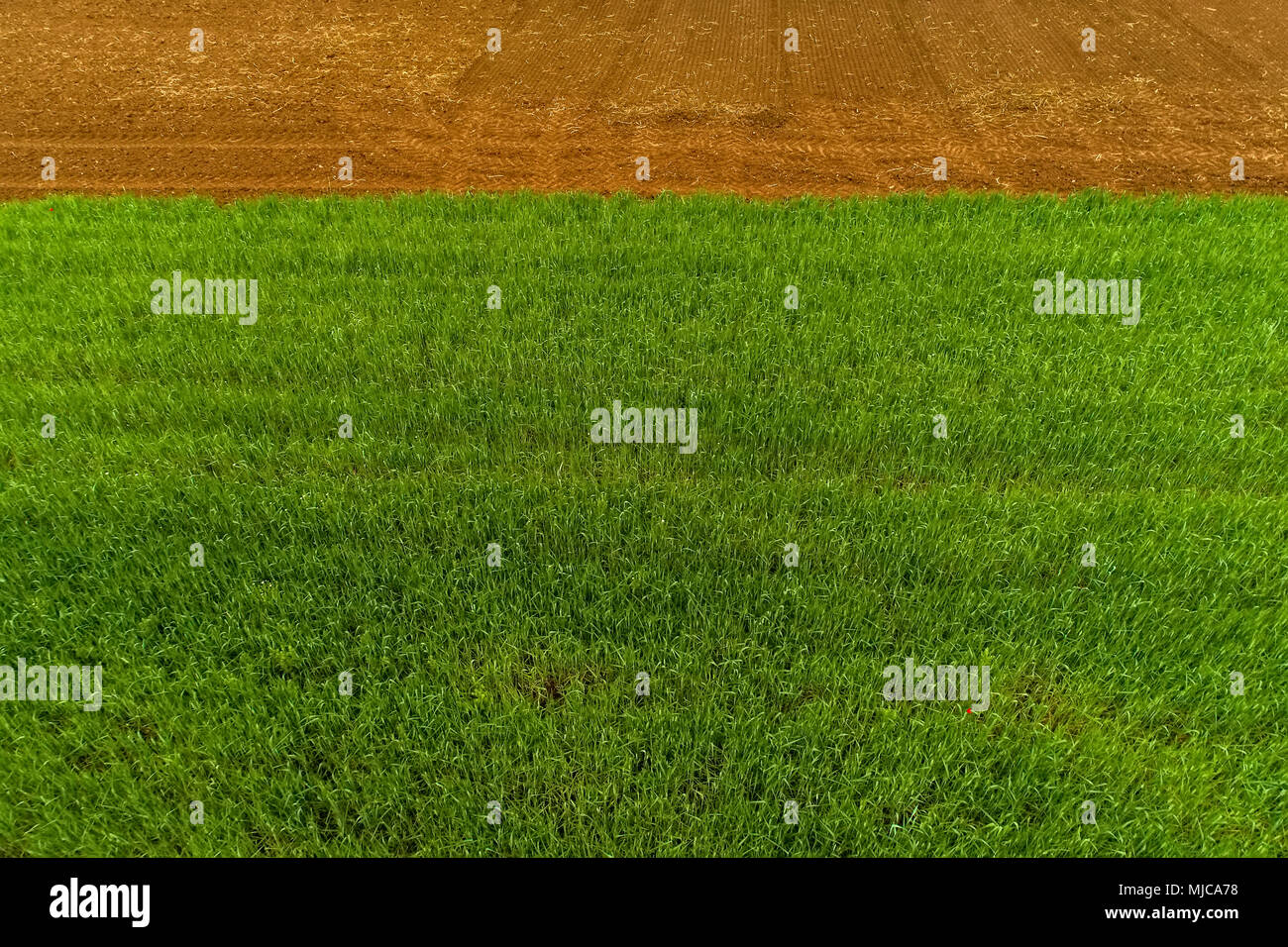 Aerial view field wheat hi-res stock photography and images - Alamy