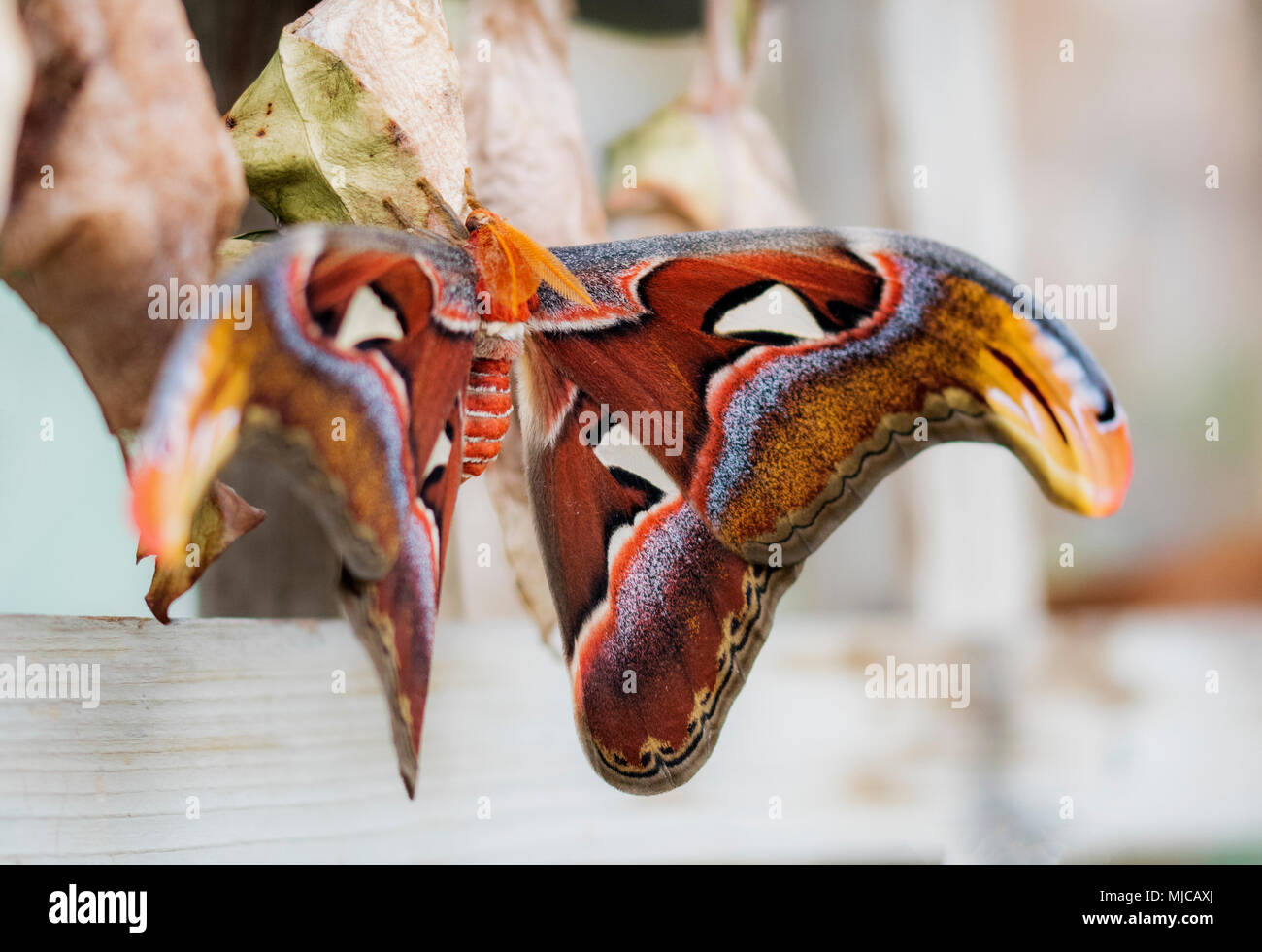 Atlas moth cocoon hi-res stock photography and images - Alamy
