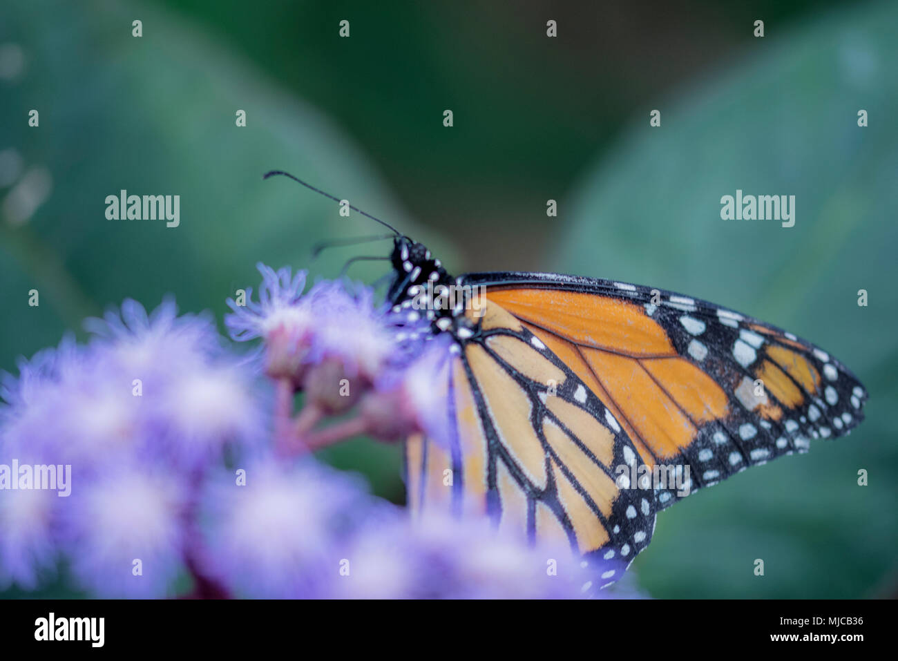 Beautiful Monarch Butterly on a Buddlea bush Stock Photo - Alamy