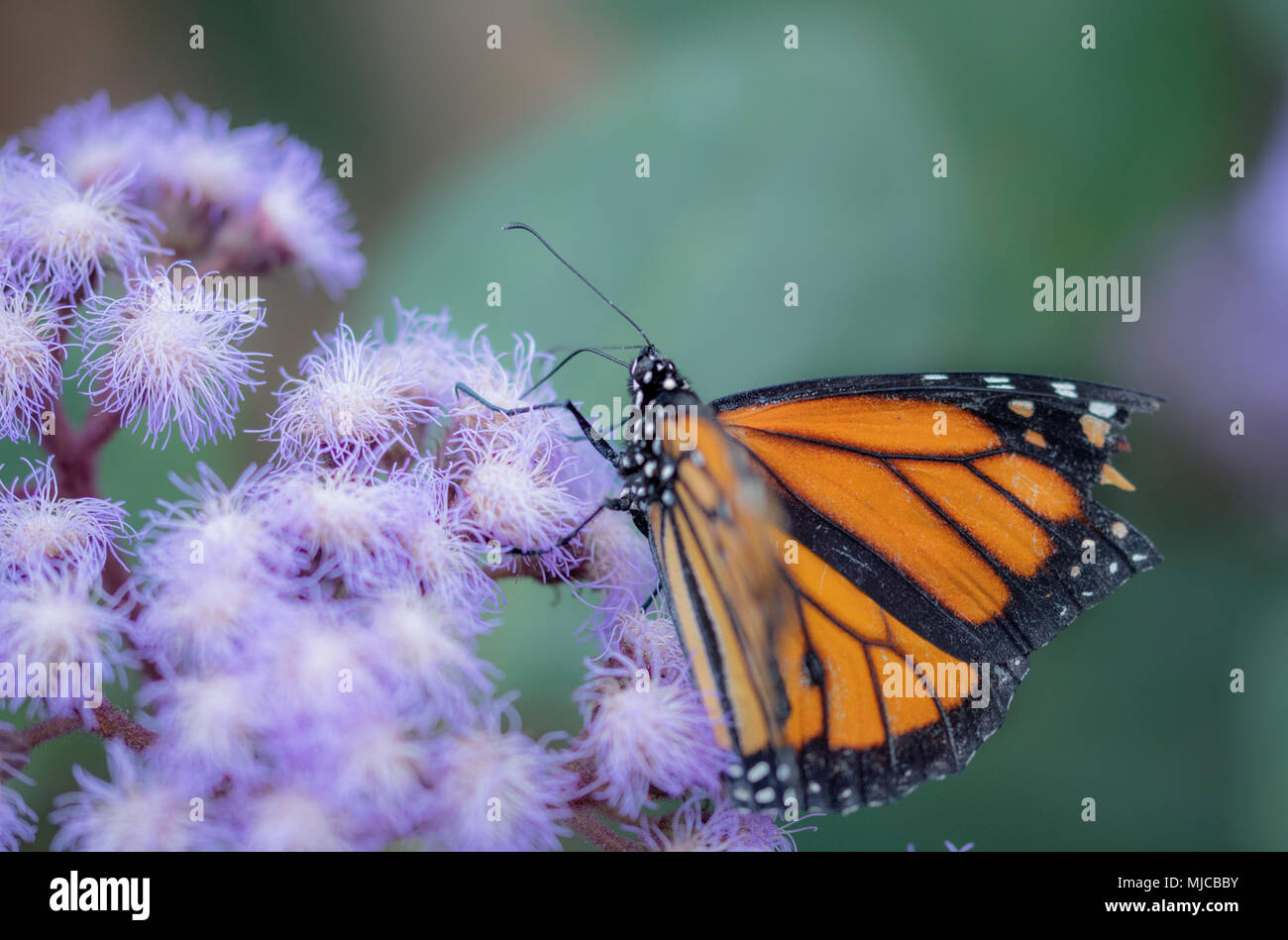 Monarch butterly nature hi-res stock photography and images - Alamy