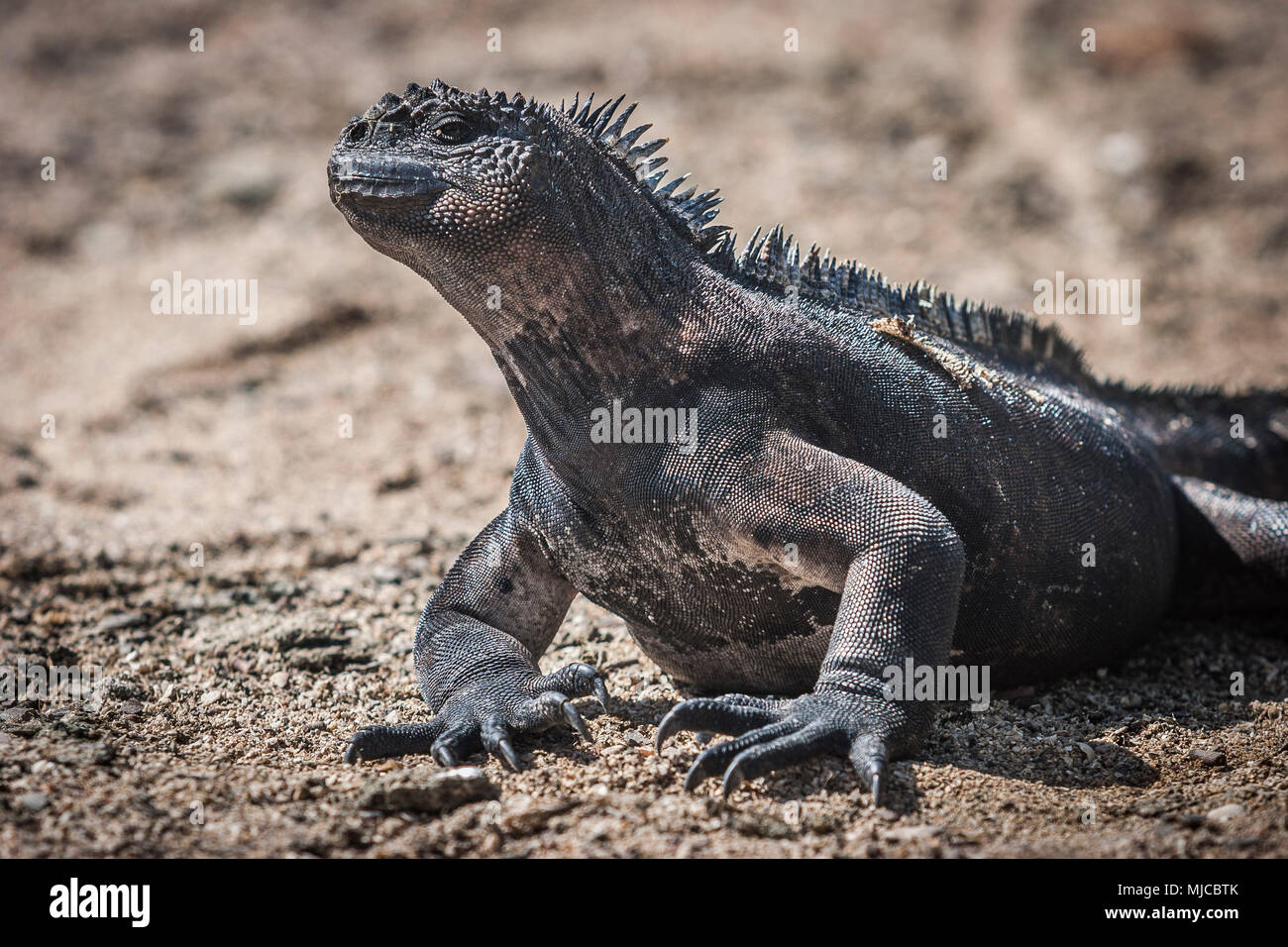 portrait of Iguana on Isabela Island, Galapagos Archipelago,Ecuador ...