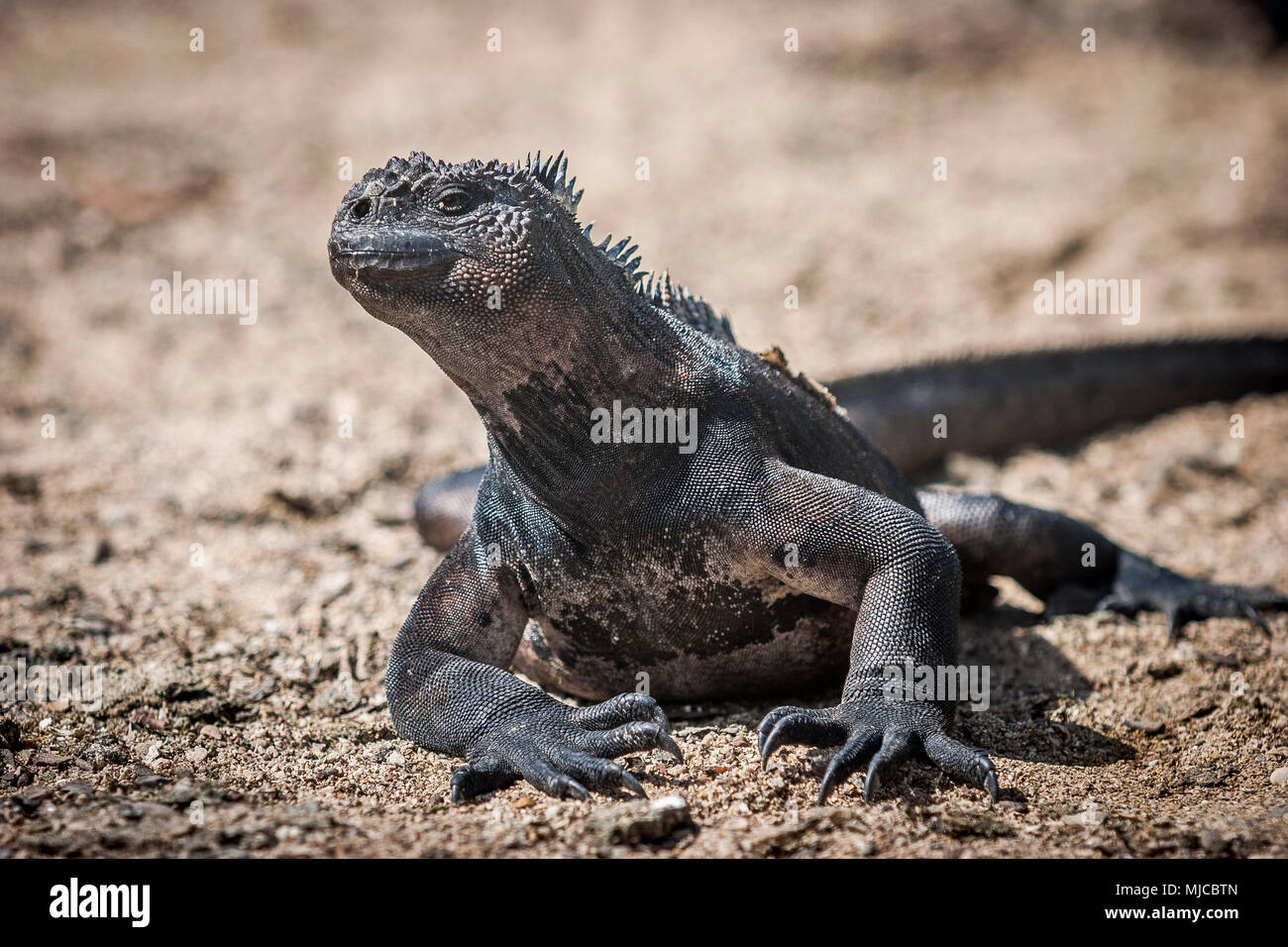 portrait of Iguana on Isabela Island, Galapagos Archipelago,Ecuador ...