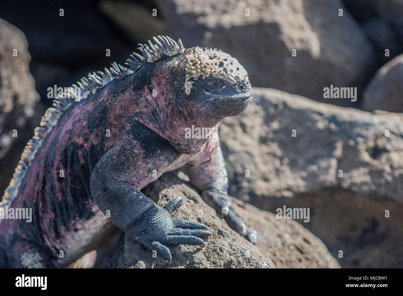 portrait of Iguana on Isabela Island, Galapagos Archipelago,Ecuador ...