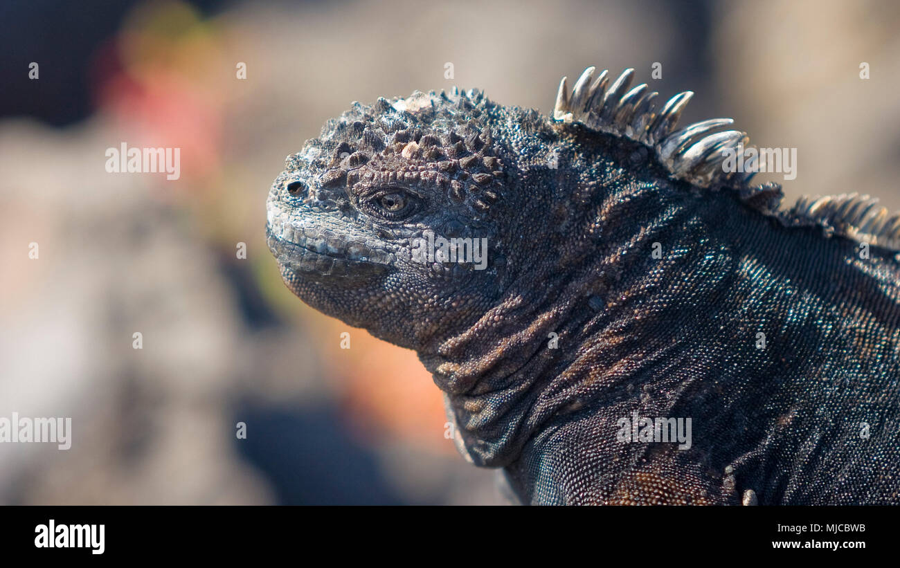 portrait of Iguana on Isabela Island, Galapagos Archipelago,Ecuador ...