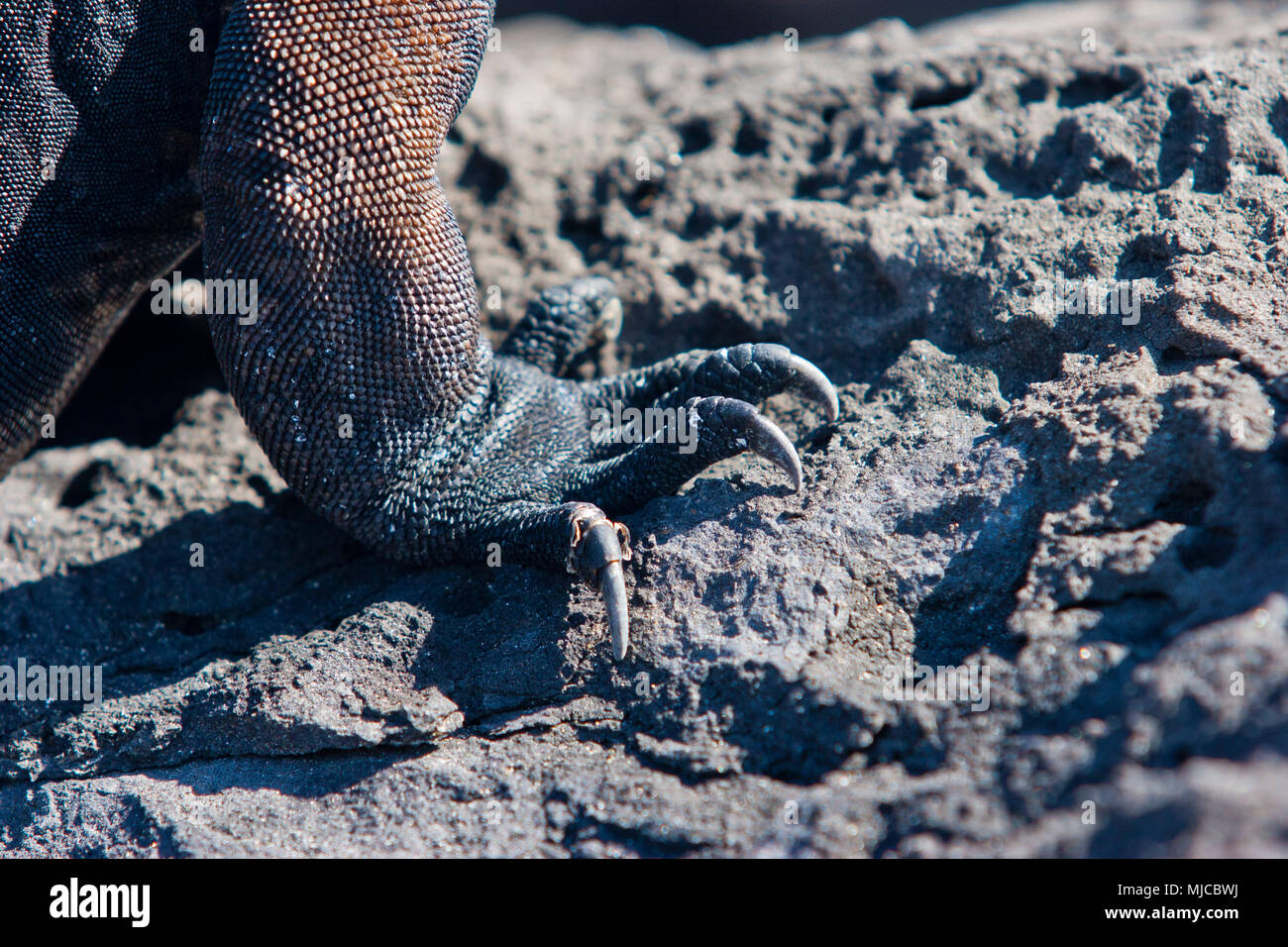 portrait of Iguana on Isabela Island, Galapagos Archipelago,Ecuador ...