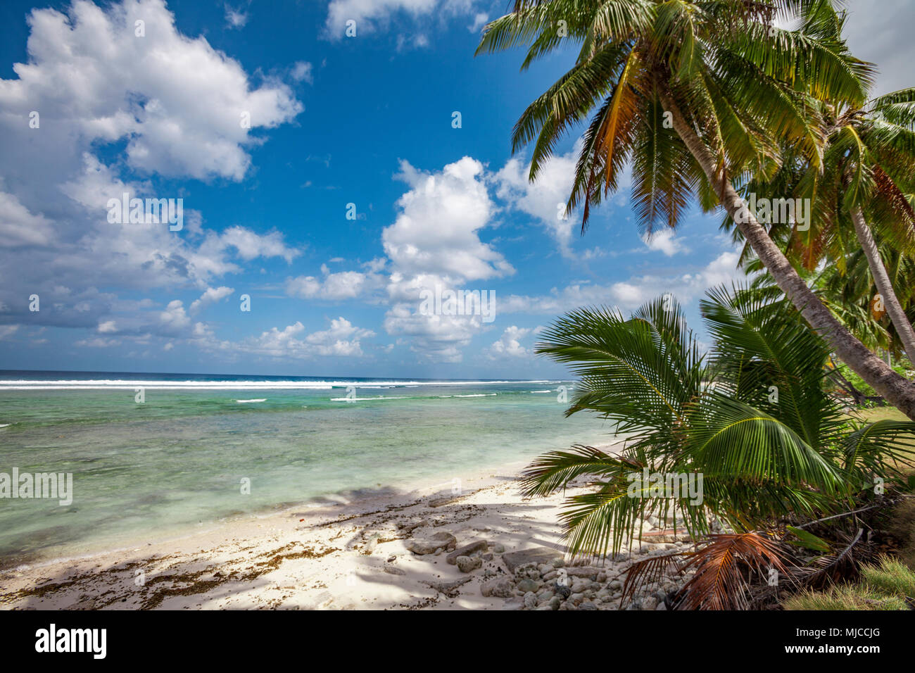 Caribbean cocos palm hi-res stock photography and images - Alamy