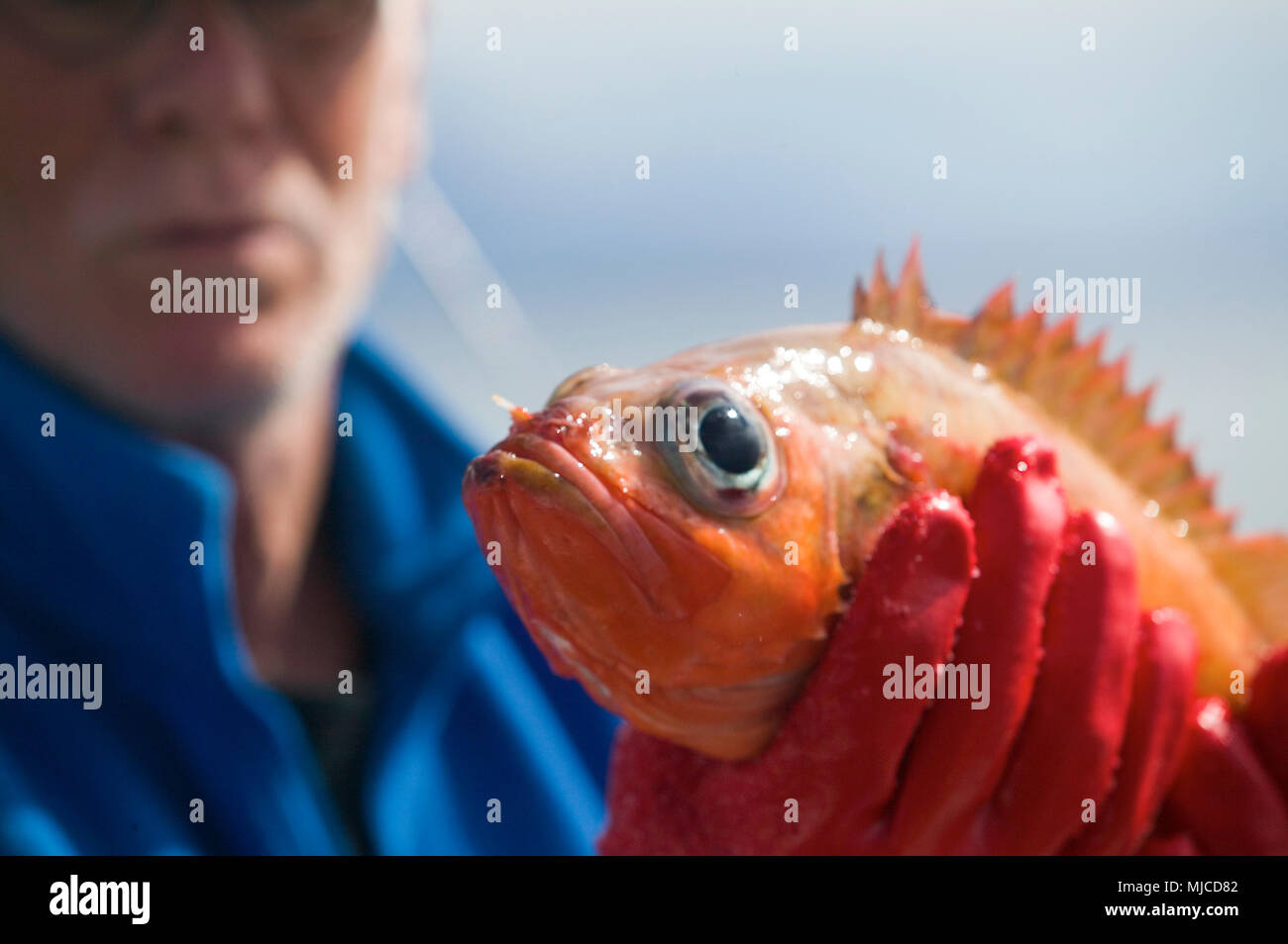 Augen fisch hi-res stock photography and images - Alamy