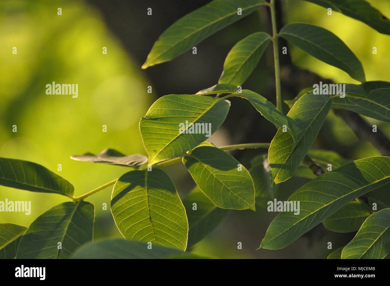 Long tree branch full of green autumn leaves. The sun light reflects on ...