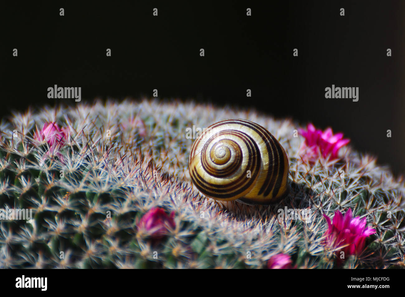 Small snail shell lying on the spikes of cactus. Very close, detailed ...