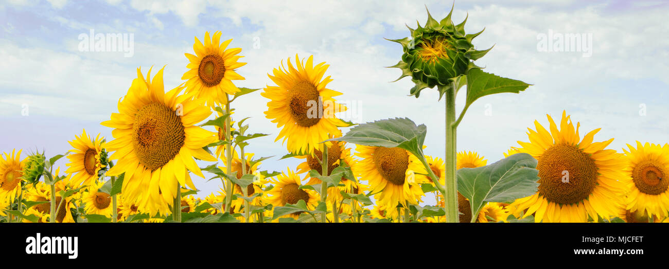 Row of blooming, bright and vivid sunflowers on a sunny day in France ...