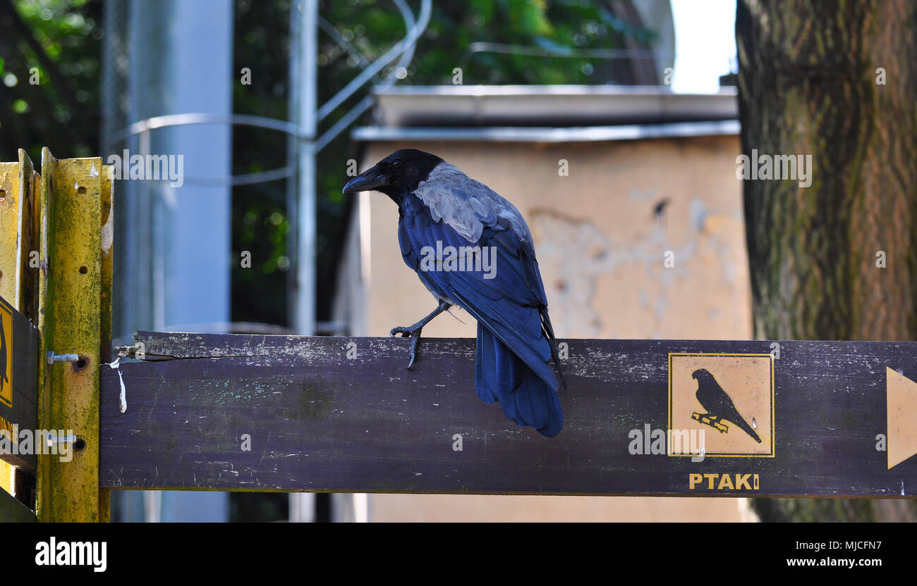 Colorful bird sitting on the sign directing to the birds pavilion in ...