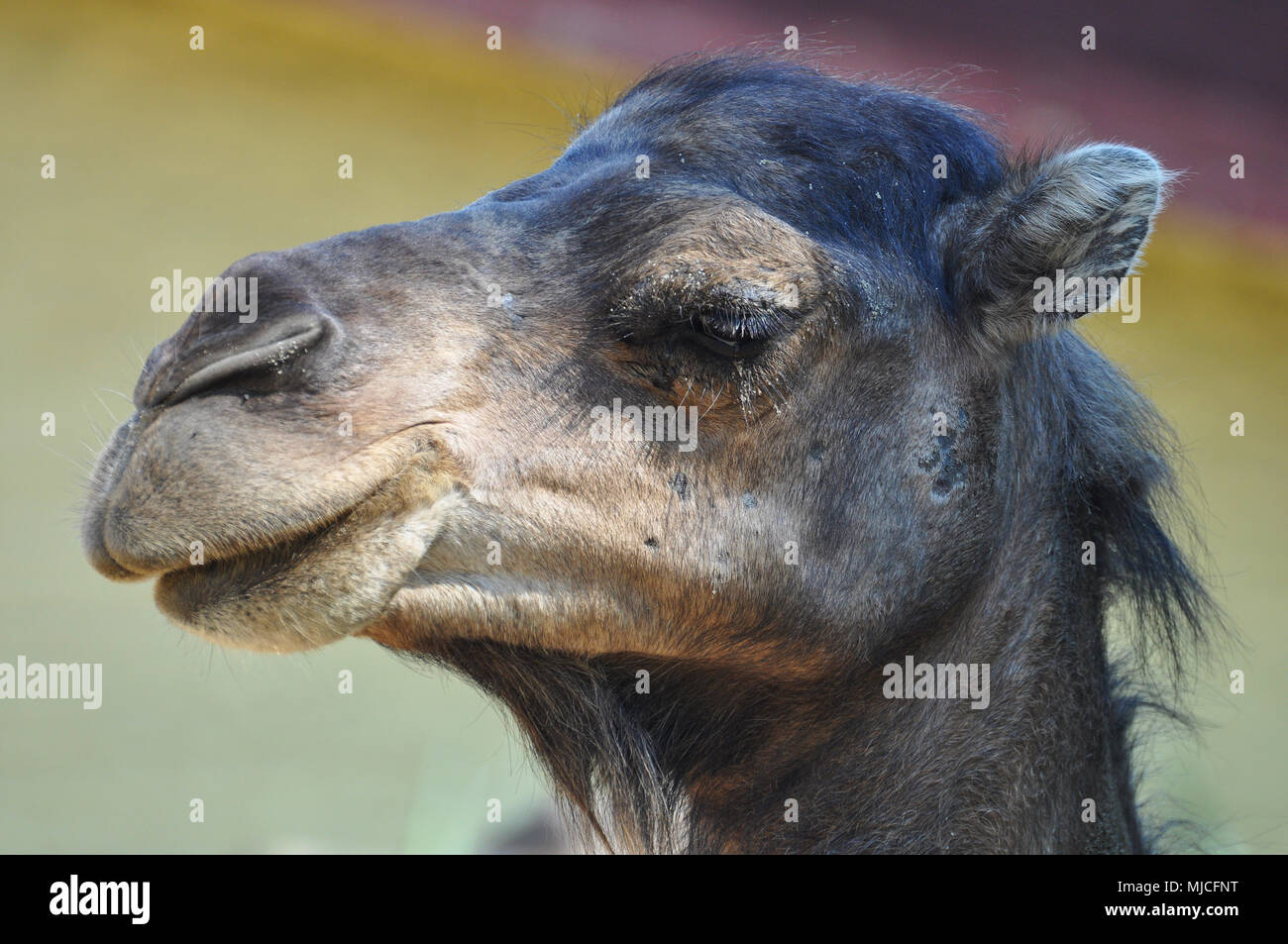 Arabian camel eyelashes hi-res stock photography and images - Alamy