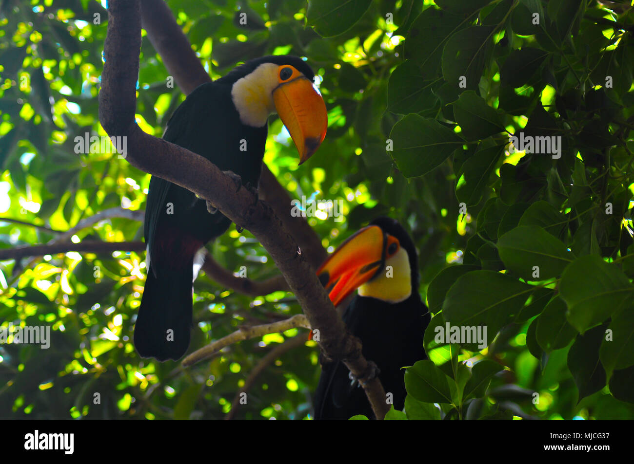 Toucans in the tree hi-res stock photography and images - Alamy