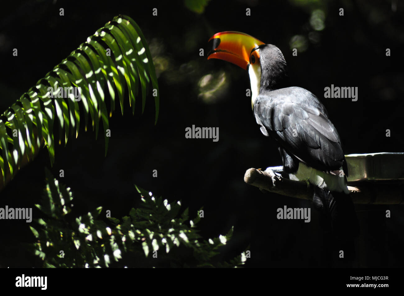 Beautiful colorful toco toucan in zoo Stock Photo - Alamy