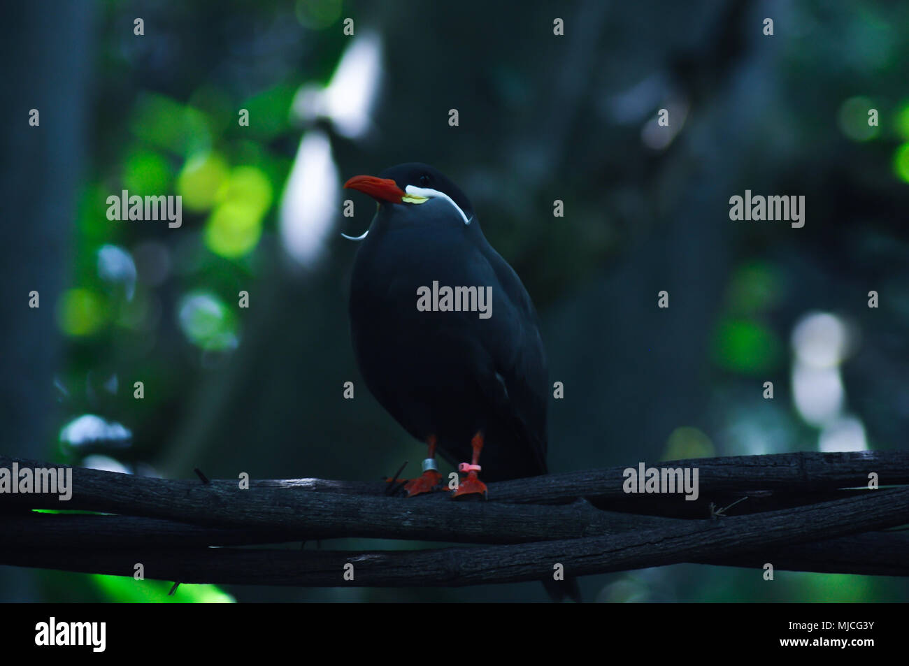 Beautiful dapper bird sitting on branch. This bird is known for his ...