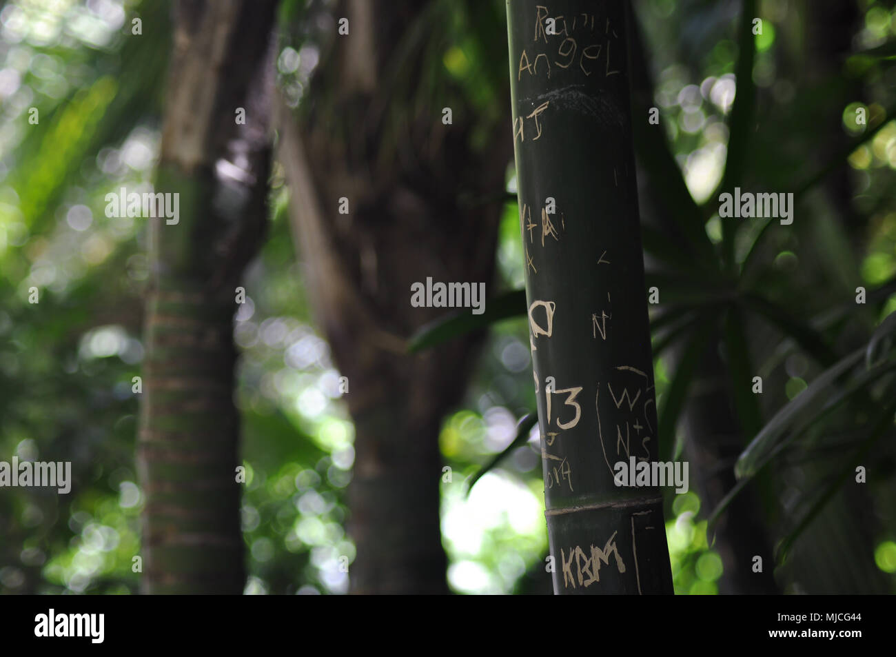 Signs on the bamboo in the zoo. Visitors are engraving their names ...