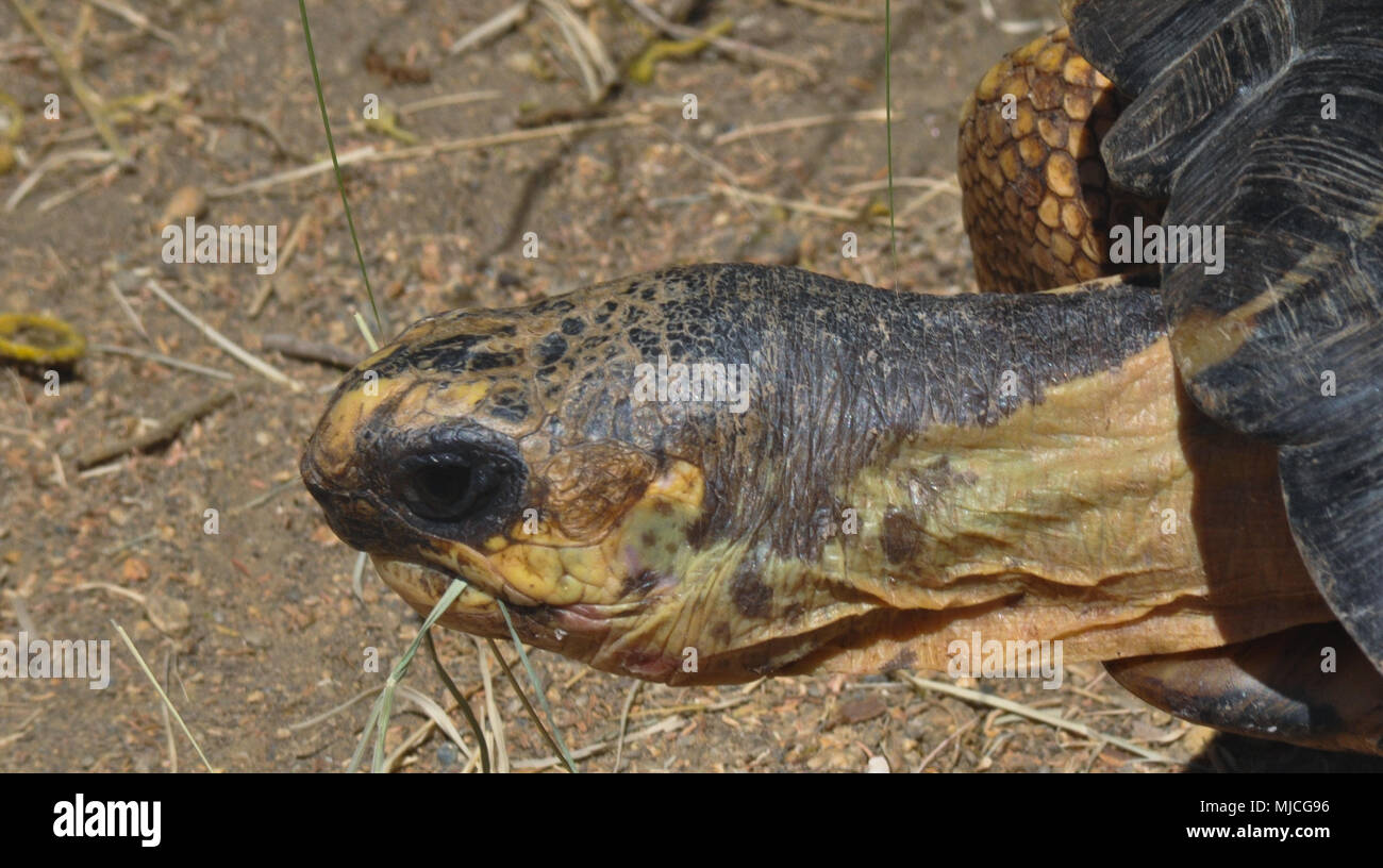 Close up look on the very old turtle's head who is eating hay. There is ...