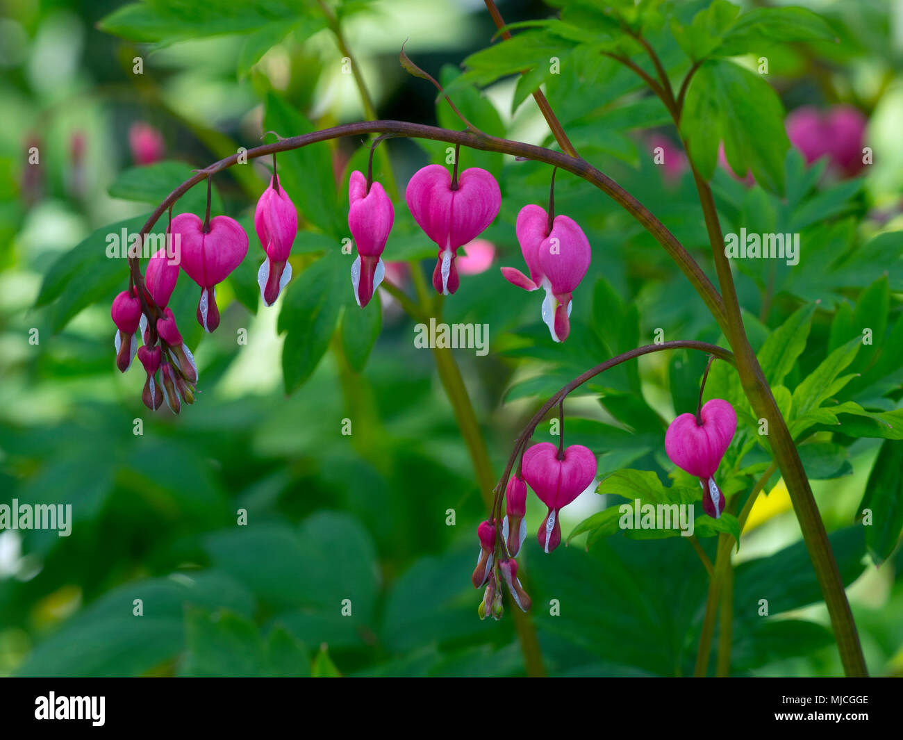 Native korea plant hi-res stock photography and images - Alamy