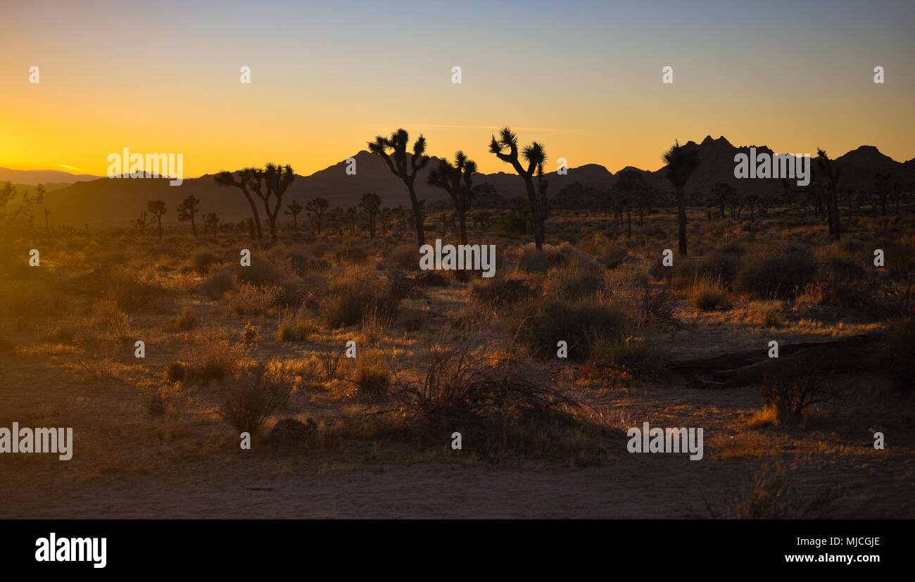 Beautiful sunset in Joshua Tree National Park with illuminated horizon ...
