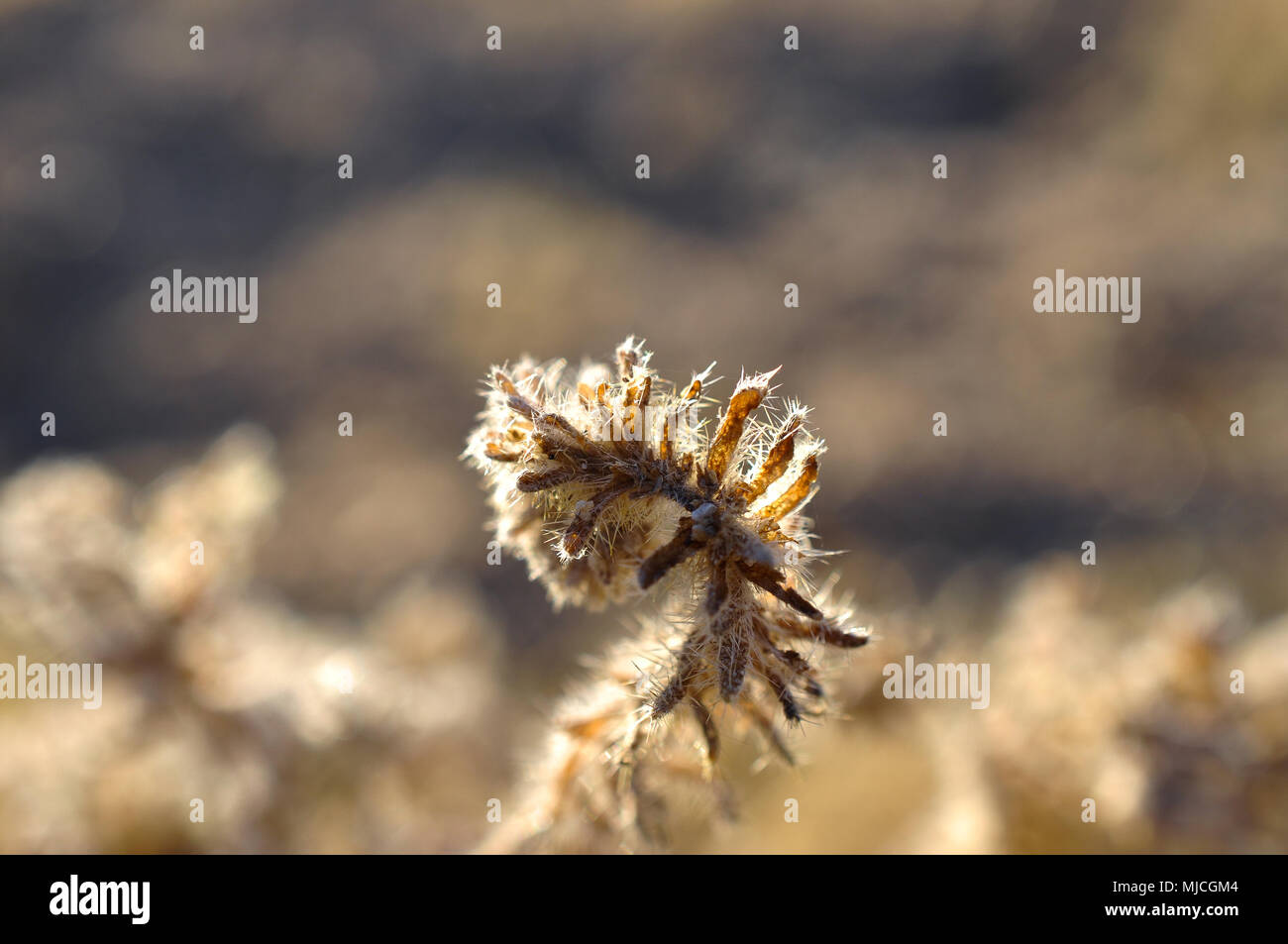 Spike of the dry desert plant - very detailed view. Picture is taken in ...