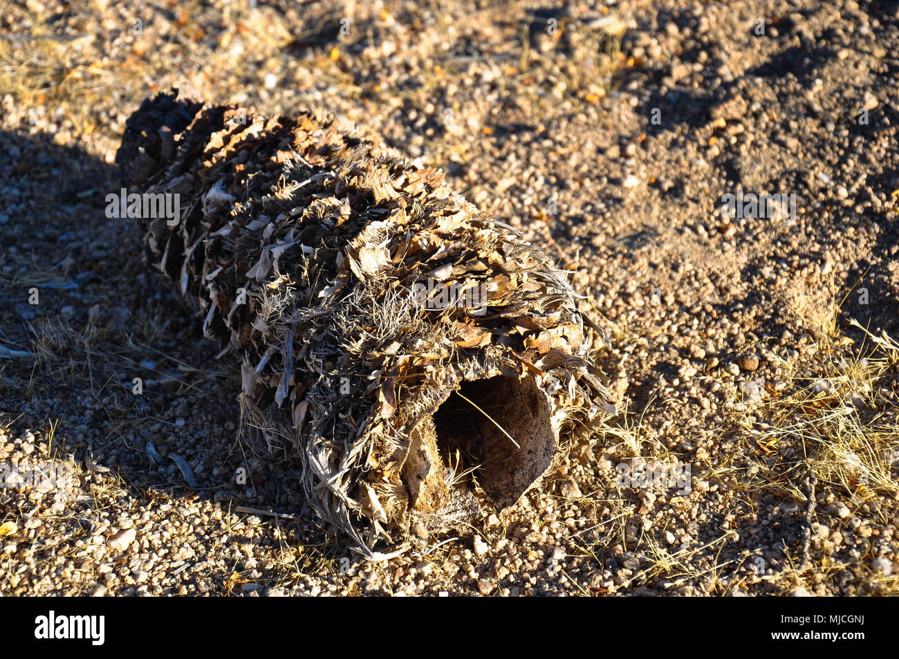 The old stem of Yucca plant lays on dry desert soil in the dusk. The ...