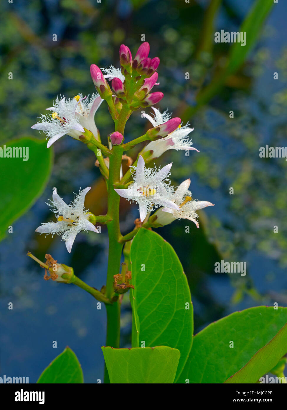 Bogbean Menyanthes trifoliata Stock Photo - Alamy