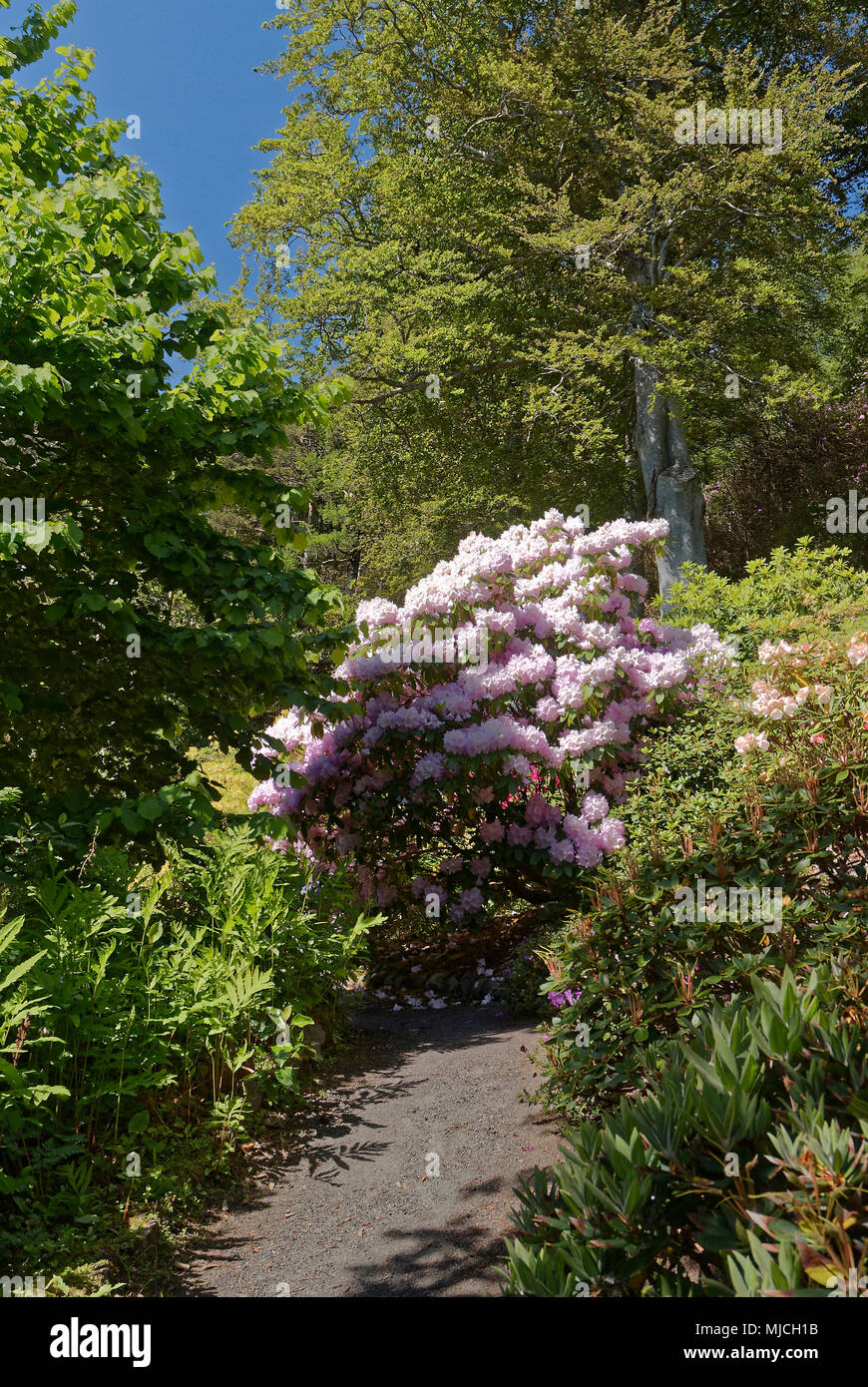 Rhododendrons at Inverewe Gardens, Poolewe,wester Ross,Scotland. 01 ...