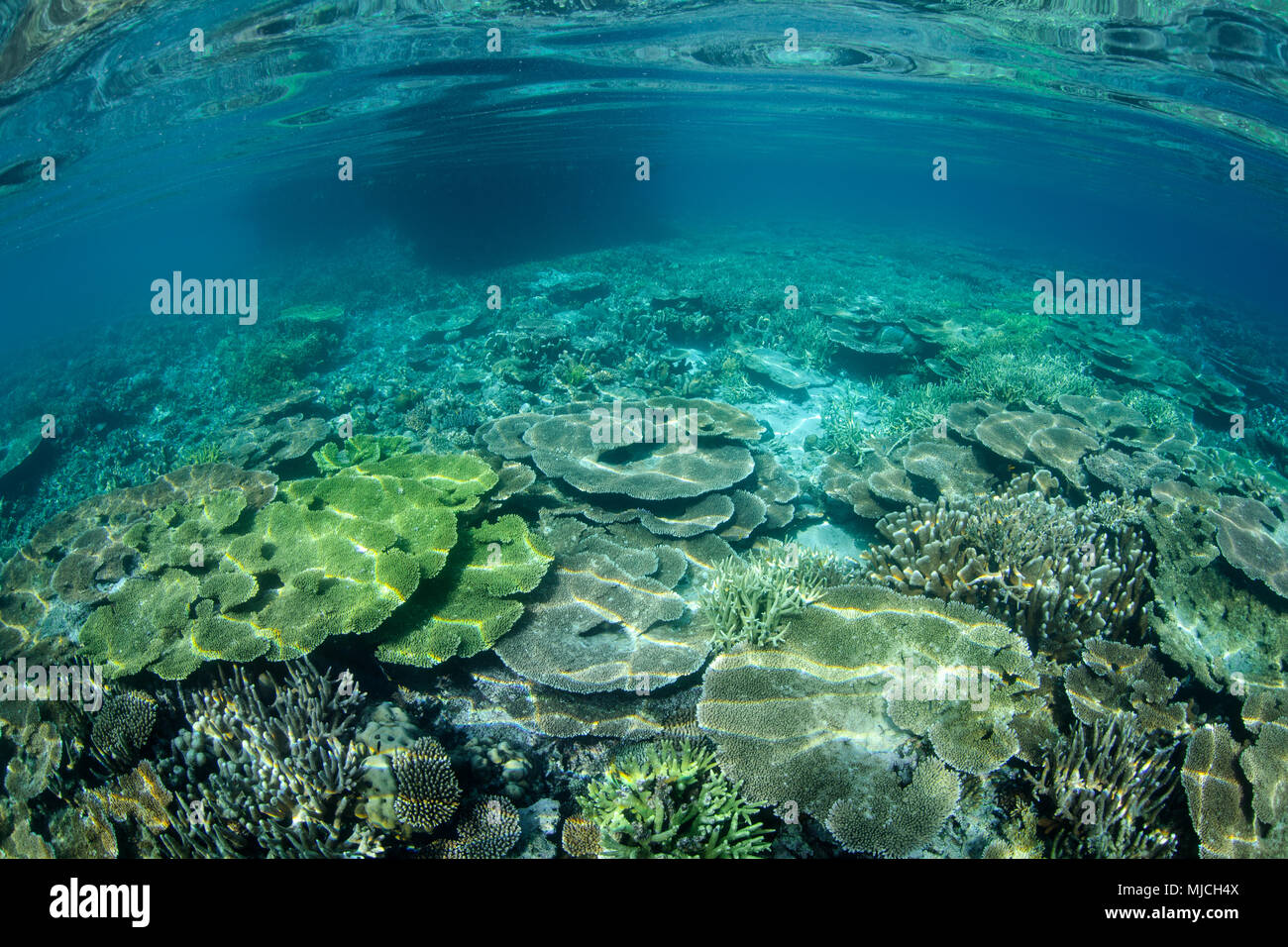 A beautiful coral reef thrives in Raja Ampat, Indonesia. This remote ...