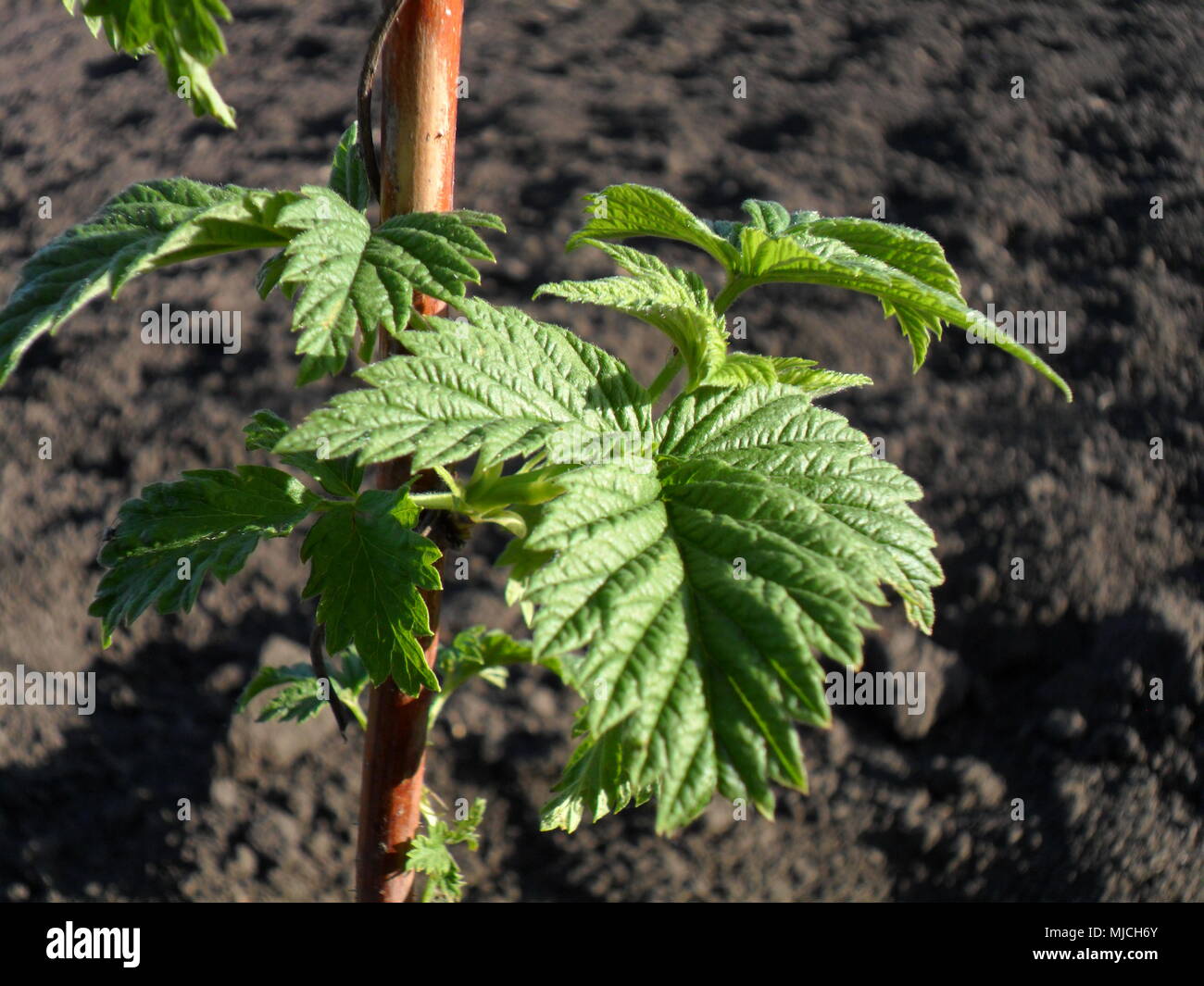 Powersocket hi-res stock photography and images - Alamy