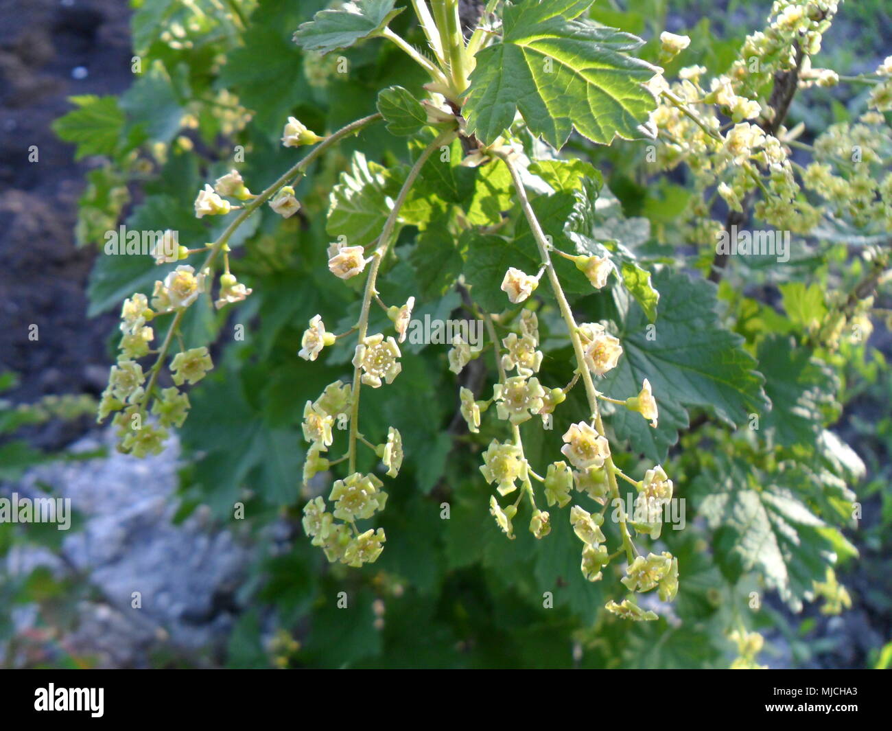 Currant bush photo, spring and photo gardening Stock Photo - Alamy