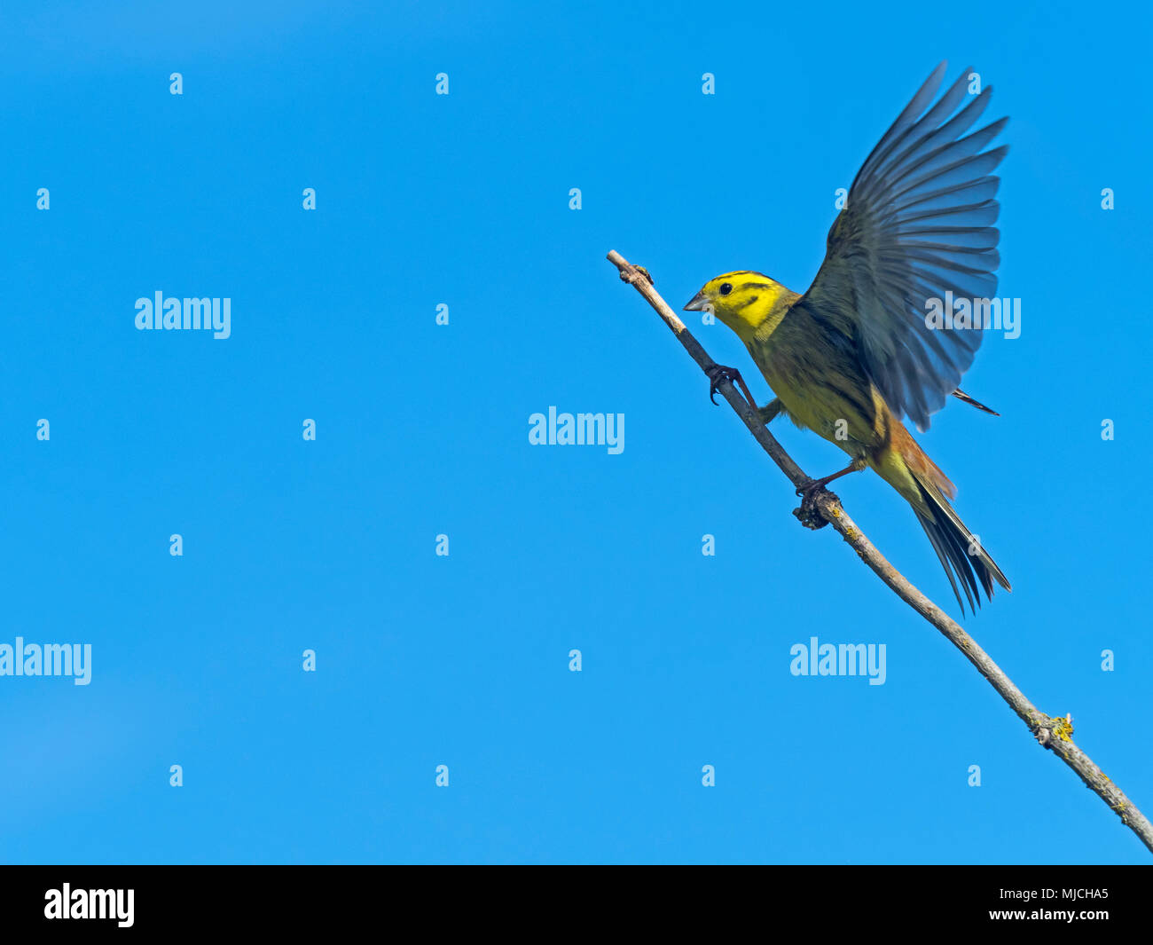 Yellowhammer Emberiza citrinella in Flight Stock Photo - Alamy