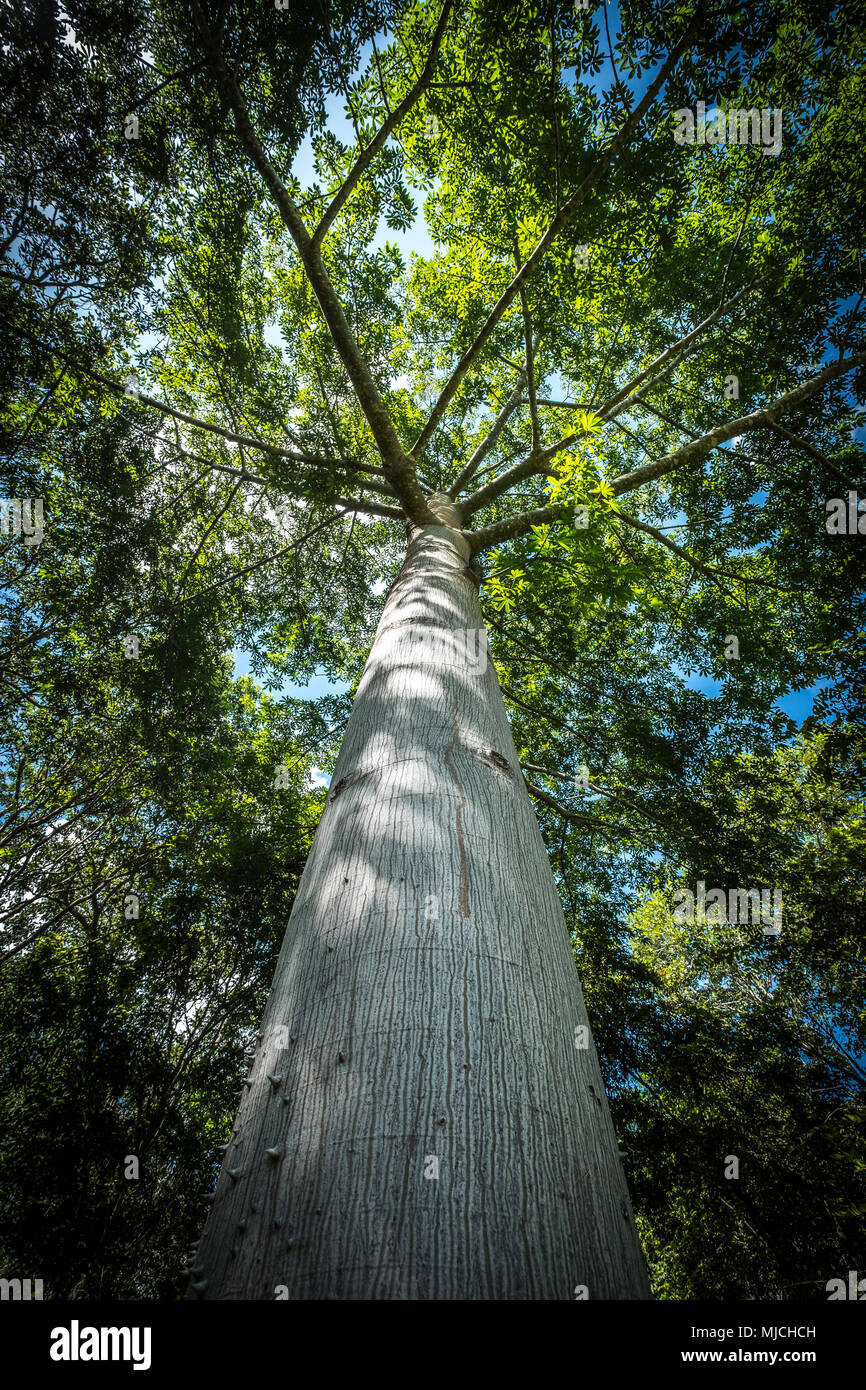 Ceiba tree mexico hi-res stock photography and images - Alamy
