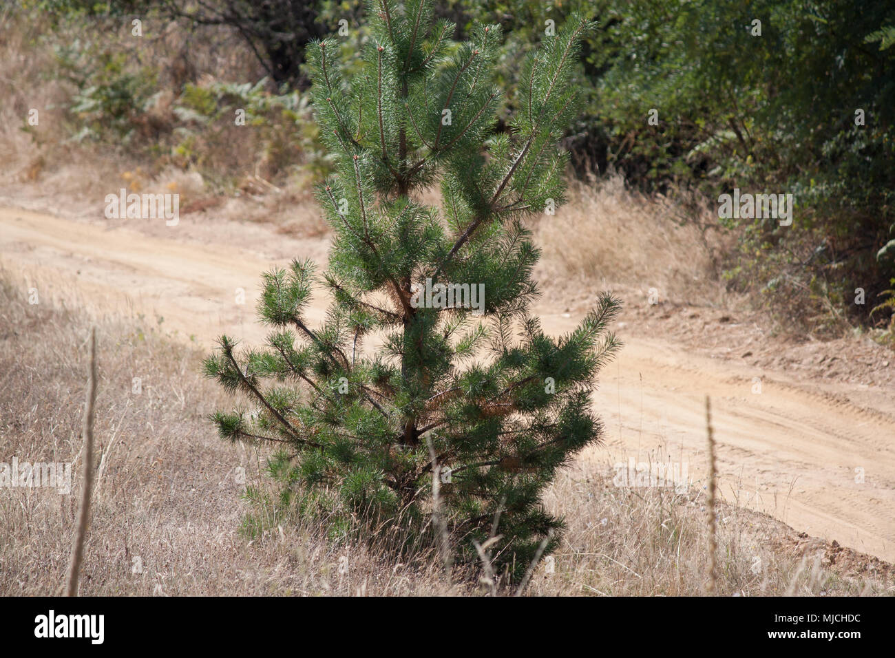 Young fir tree hi-res stock photography and images - Alamy