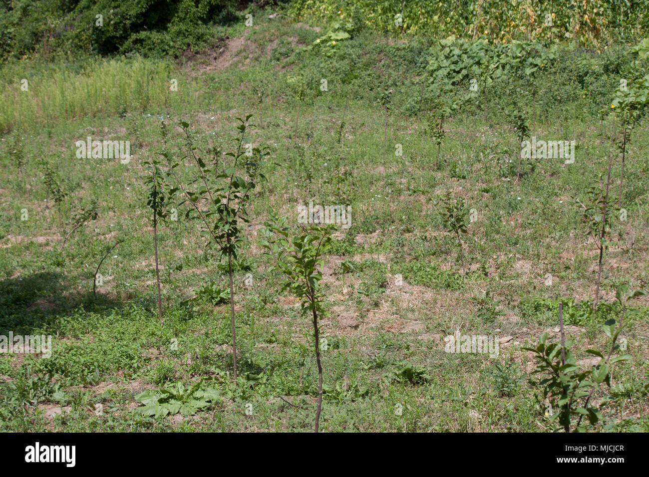 Young plum trees hi-res stock photography and images - Alamy