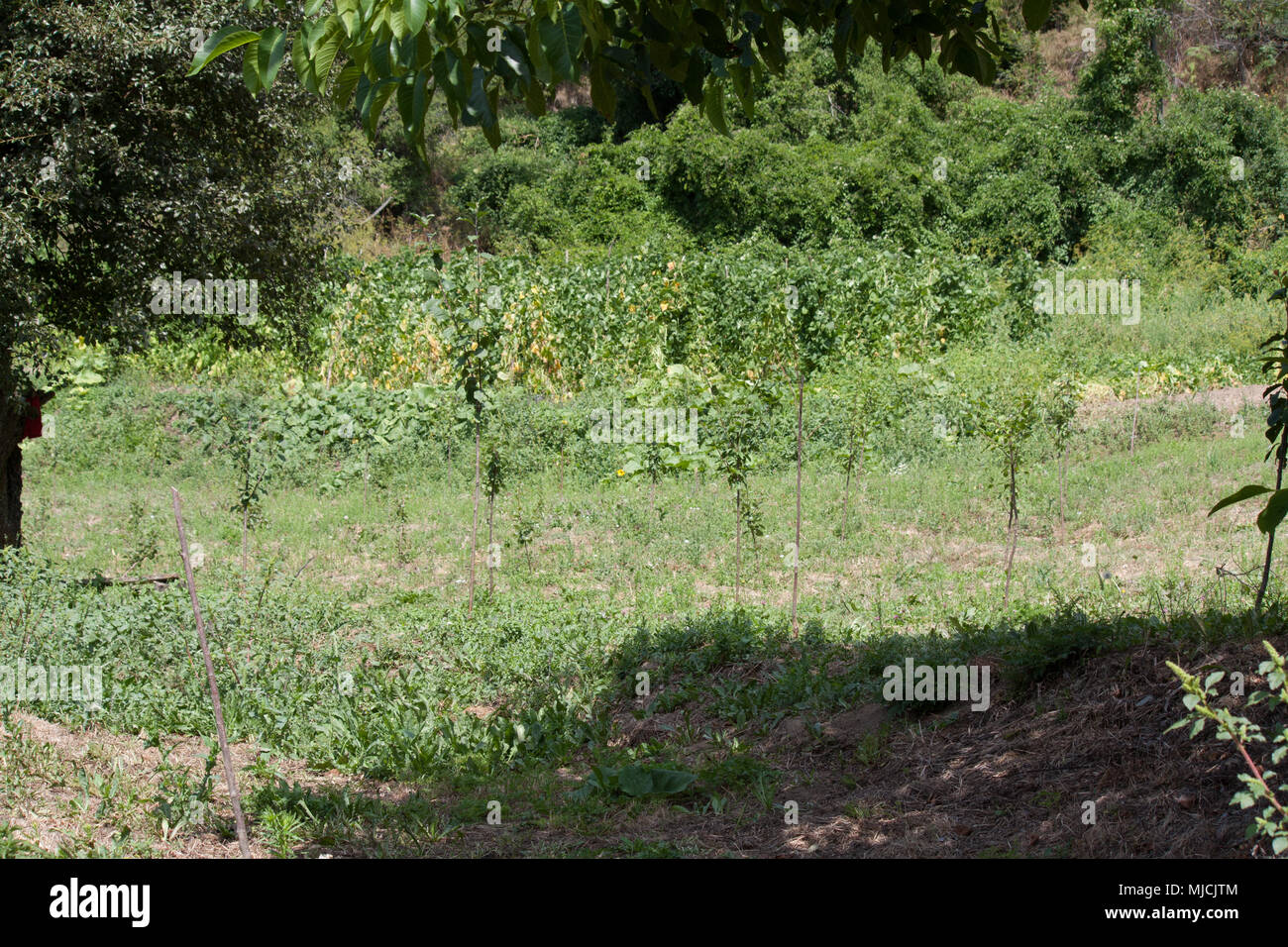 Young plum trees hi-res stock photography and images - Alamy