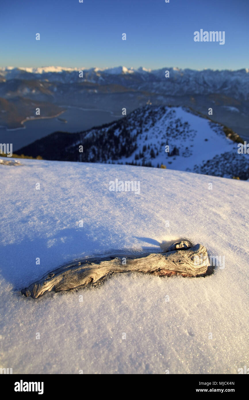 Root in the snow, Herzogstand, Lake Walchensee, Bavarian Alpine Foreland, Alpine foreland, alps ...