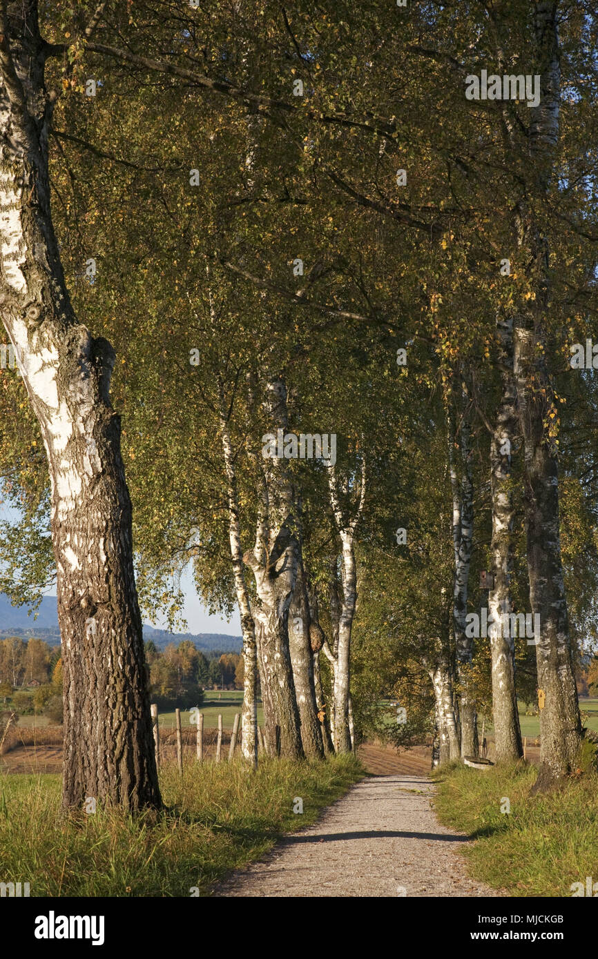 Avenue of birches in Uffing in the Staffelsee, Upper Bavaria, Bavaria ...